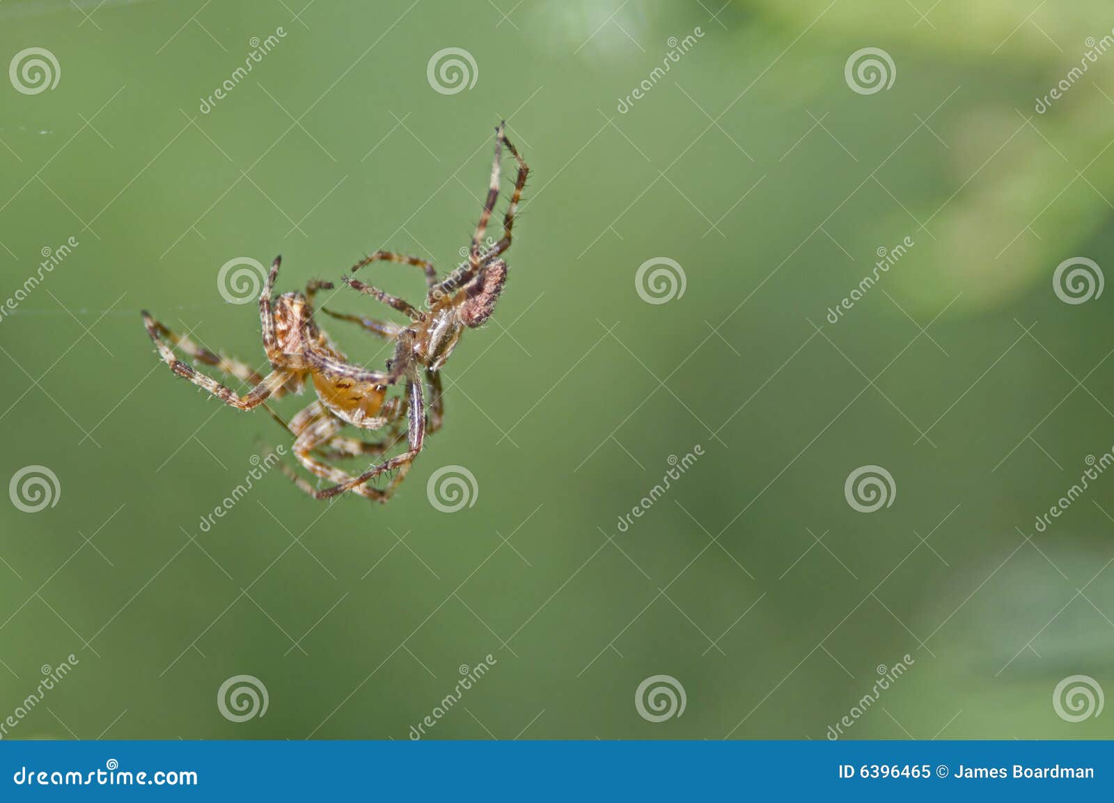 Spiders fighting stock image. Image of eight, death, phobia - 6396465