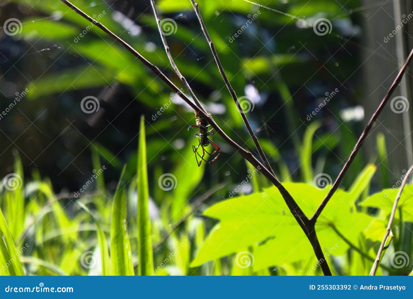 Spiders in the forest. stock photo. Image of spiders - 255303392