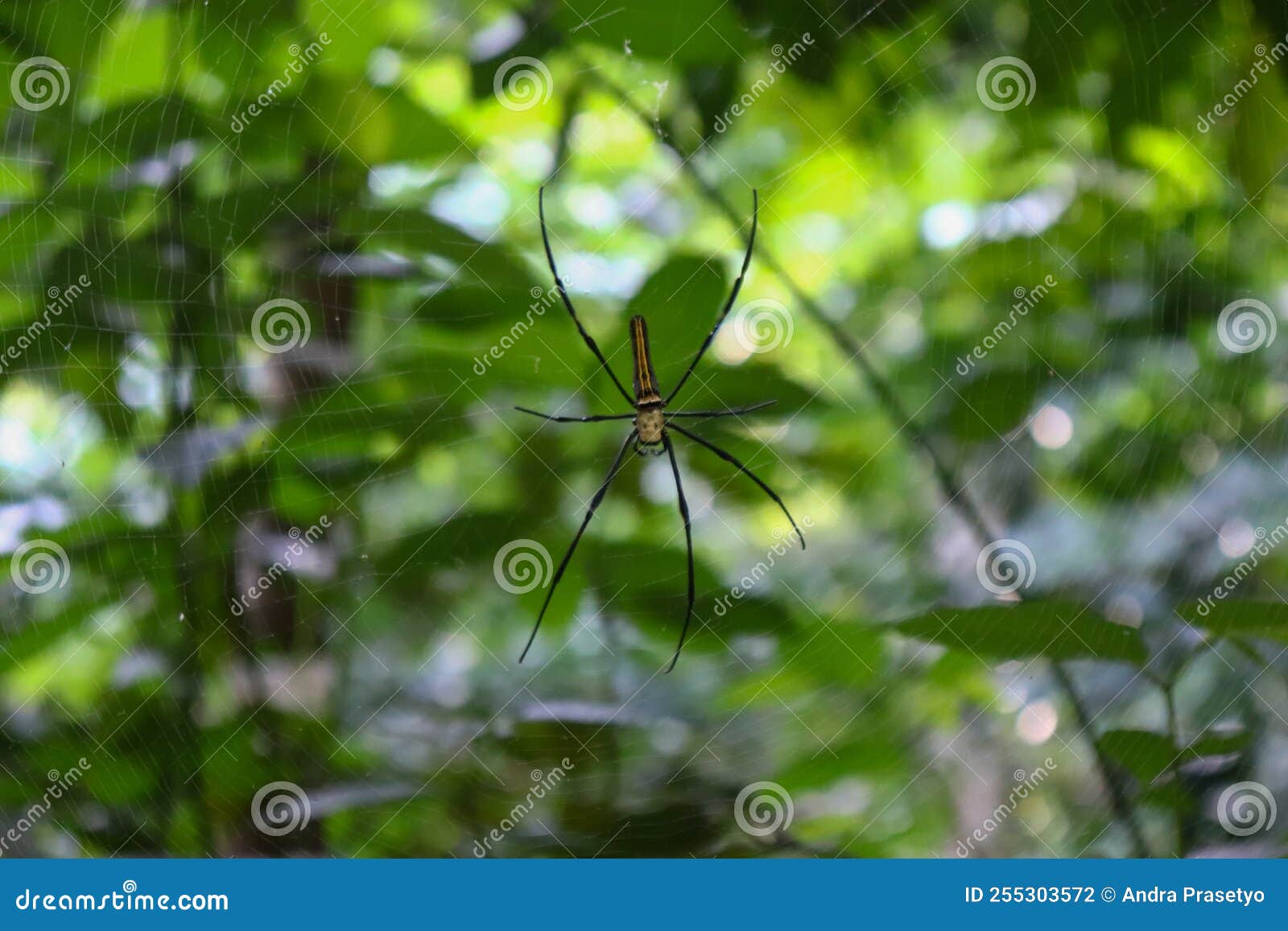 Spiders in the forest. stock photo. Image of spider - 255303572