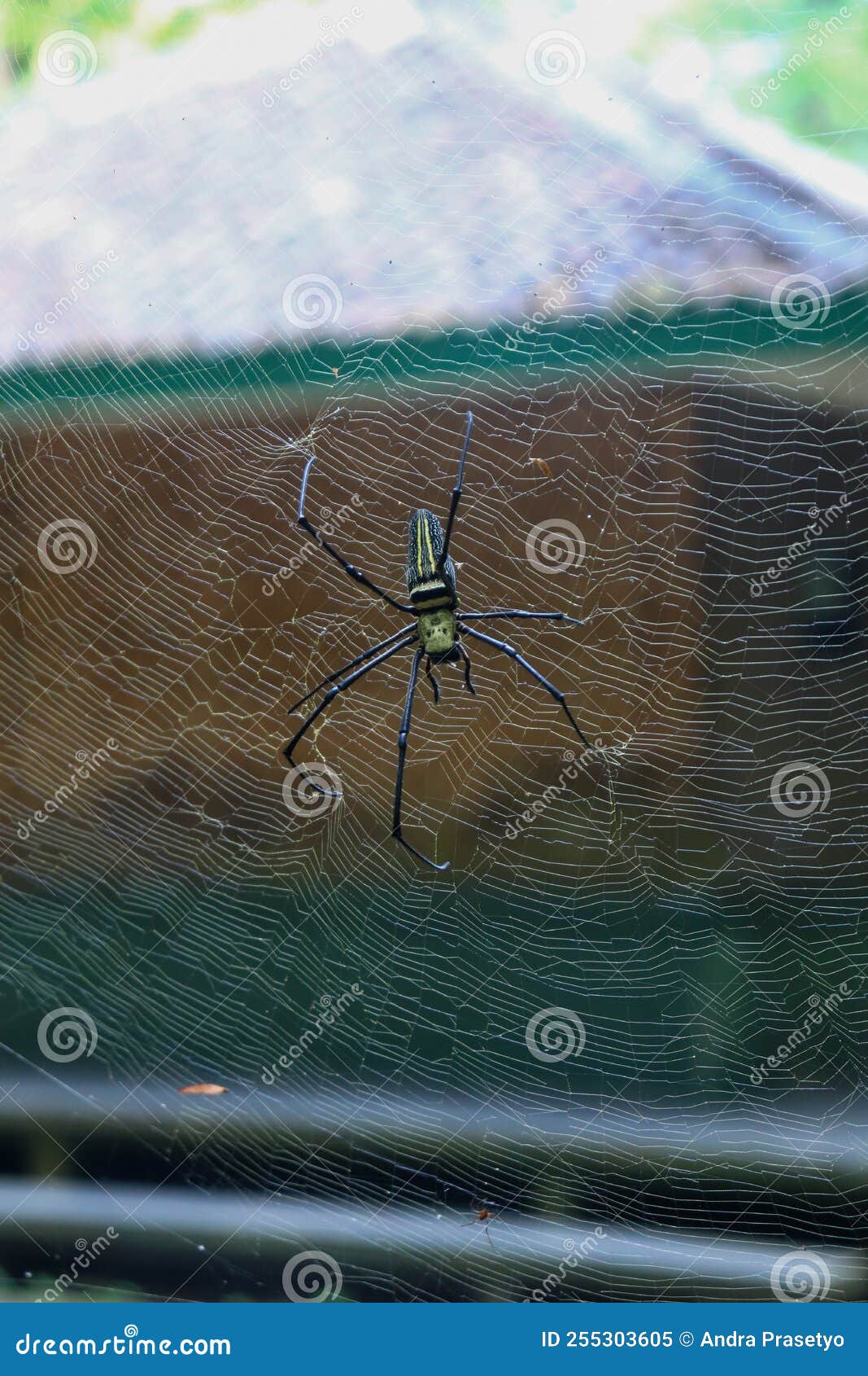 Spiders in the forest. stock image. Image of taking - 255303605
