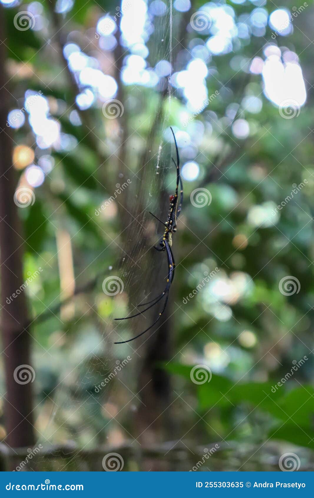 Spiders in the forest. stock image. Image of nature - 255303635