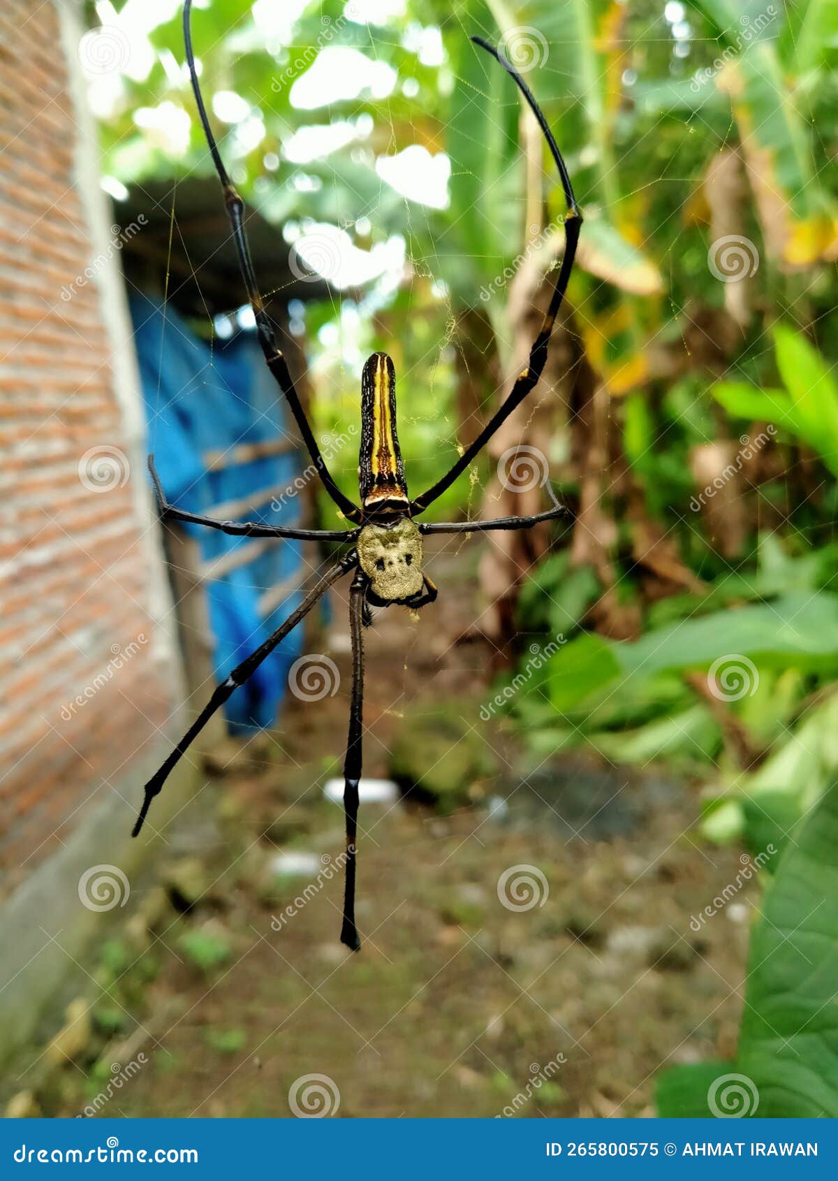 Spiders in the Forests of Indonesian Borneo Stock Image - Image of ...