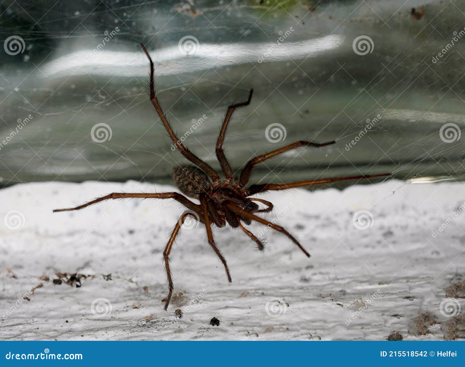 Spiders in Germany with Net and Taken As Macro in Best Quality Stock ...