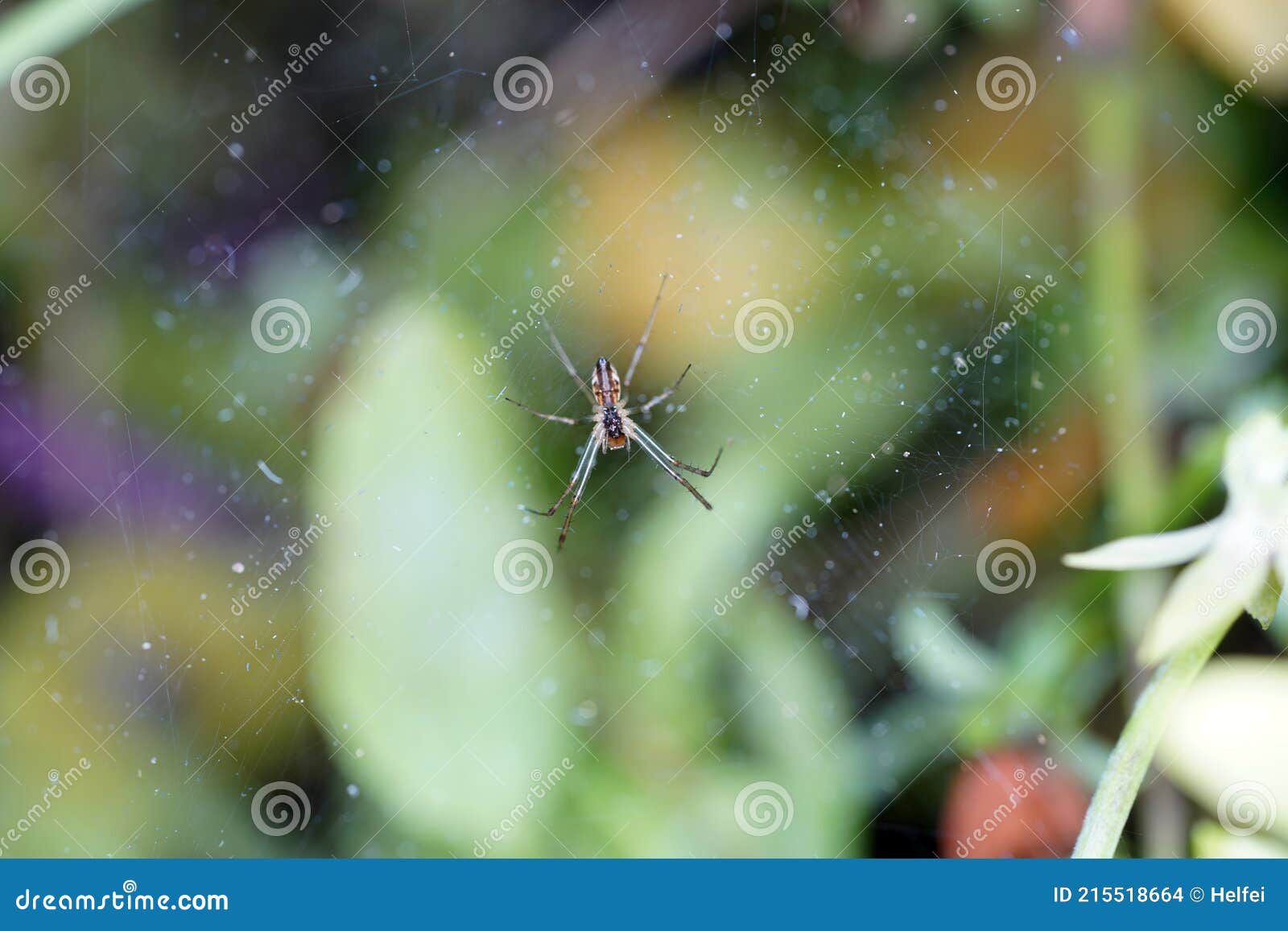 Spiders in Germany with Net and Taken As Macro in Best Quality Stock ...