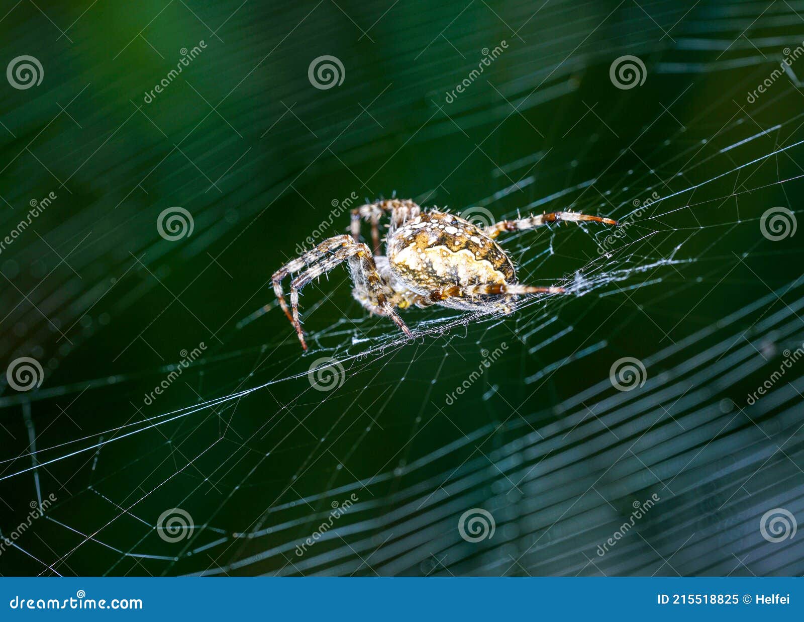 Spiders in Germany with Net and Taken As Macro in Best Quality Stock ...