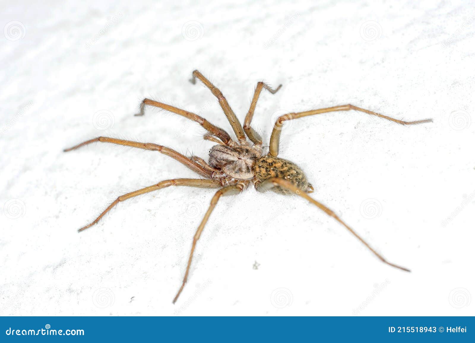 Spiders in Germany with Net and Taken As Macro in Best Quality Stock ...