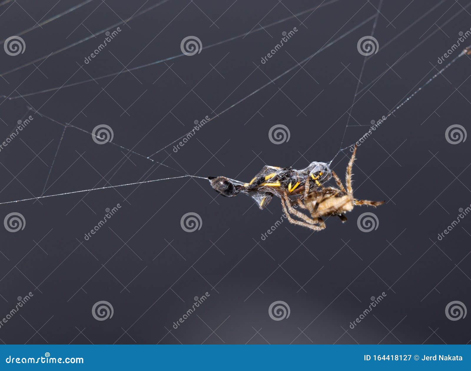 Spiders Hunting Hornets on the Nets Close Up Macro Stock Image - Image ...