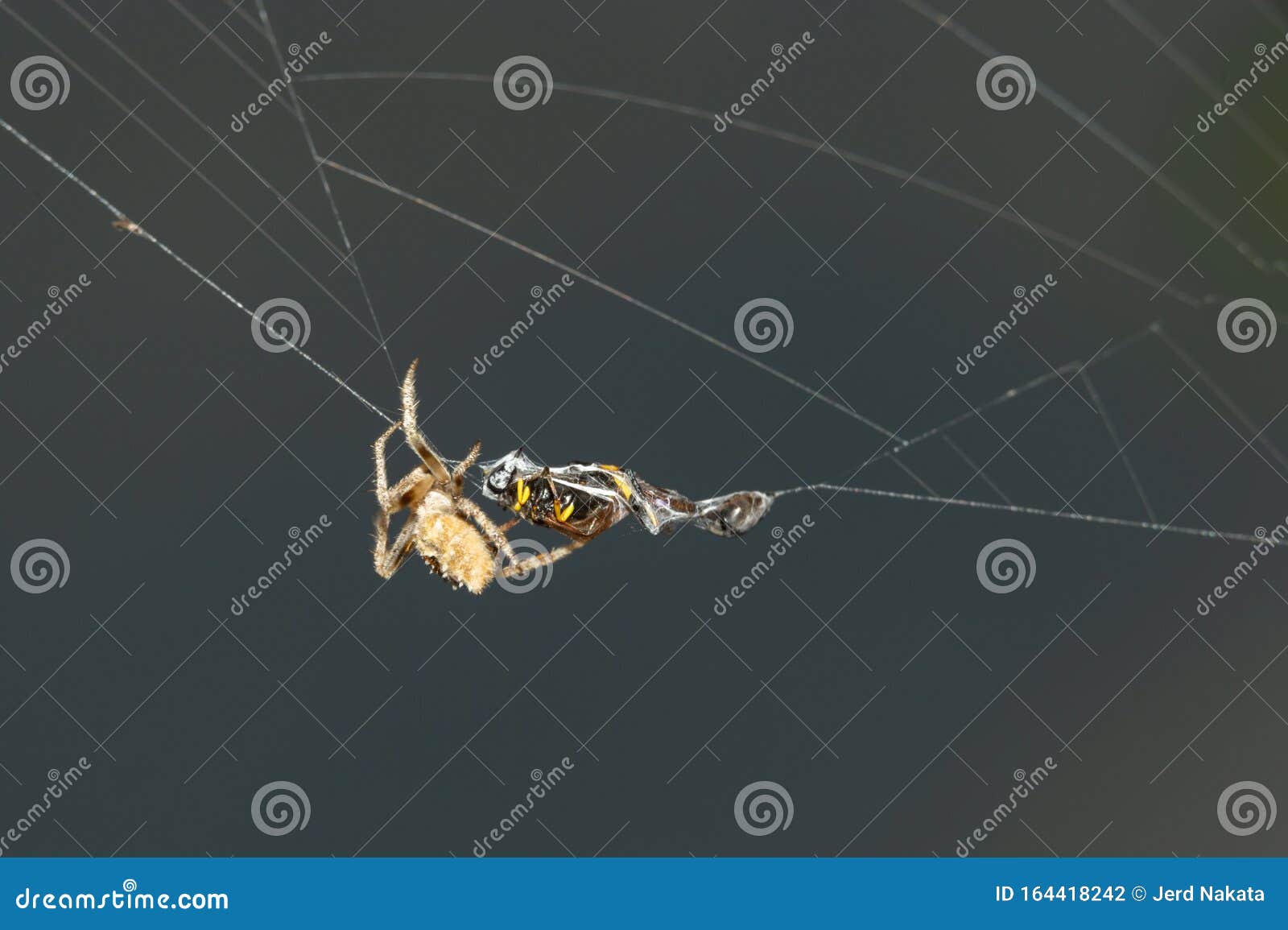 Spiders Hunting Hornets on the Nets Close Up Macro Stock Photo - Image ...