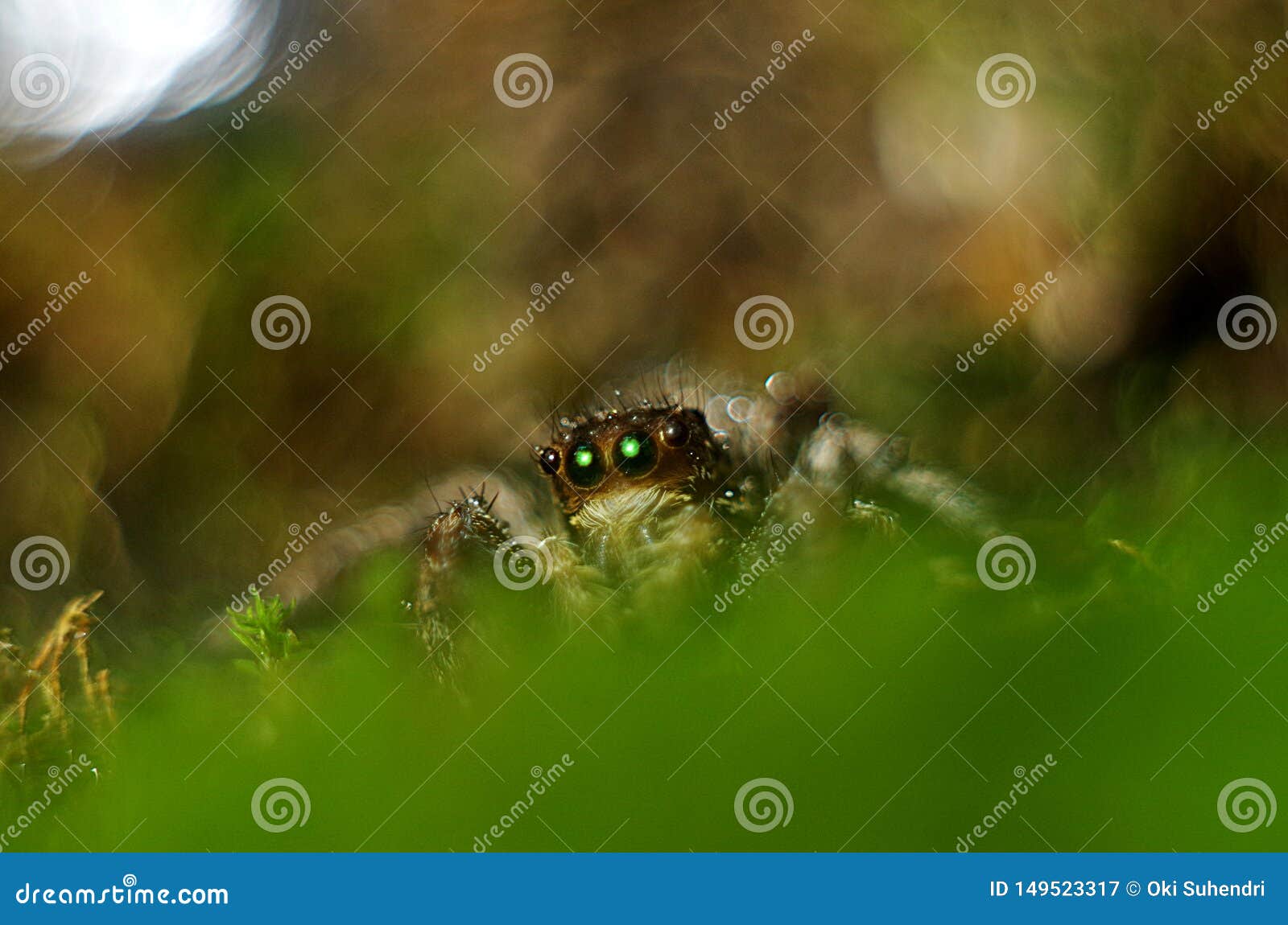 Spiders Insects on the Surface of Green Grass Stock Image - Image of ...