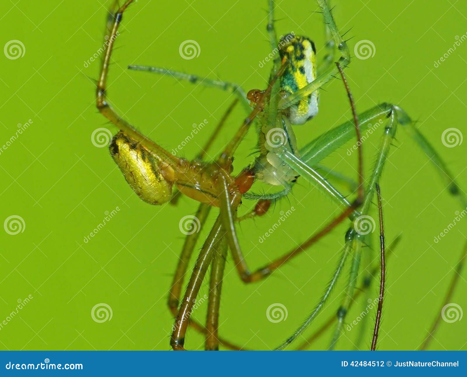 Spiders Kissing stock photo. Image of closeup, kissing - 42484512