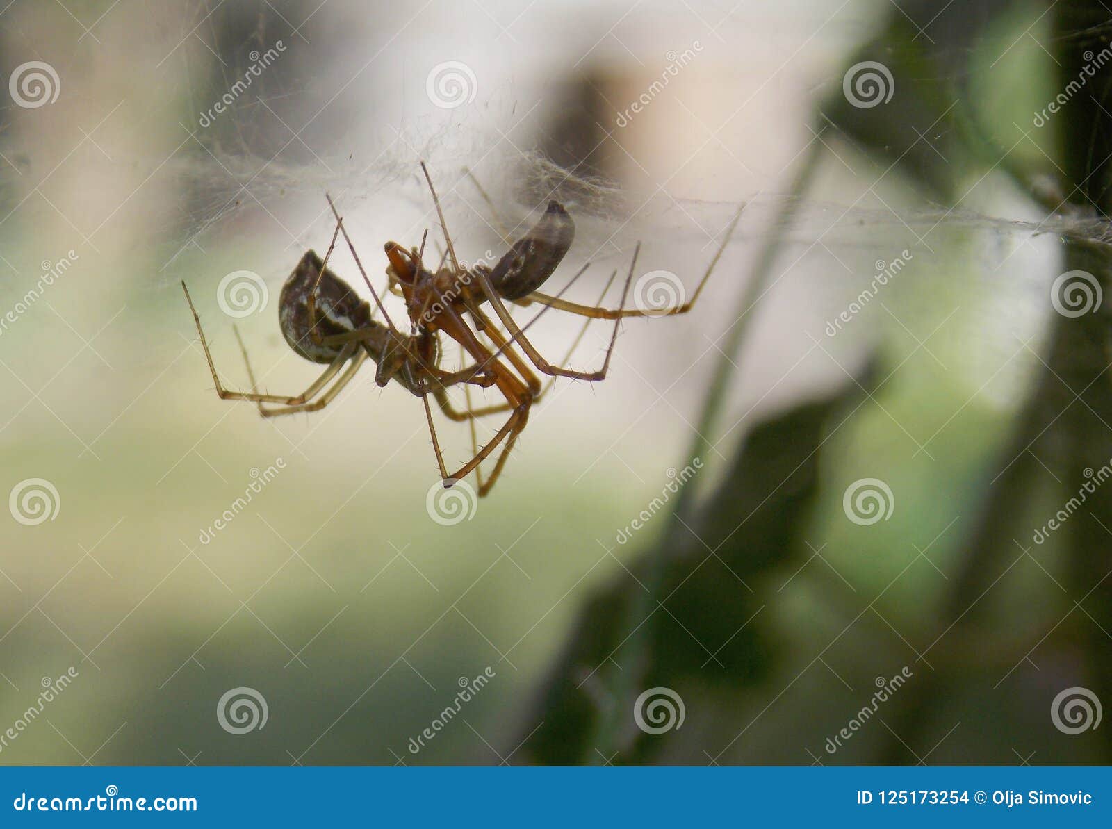 Spiders in love stock photo. Image of legs, animal, nature - 125173254