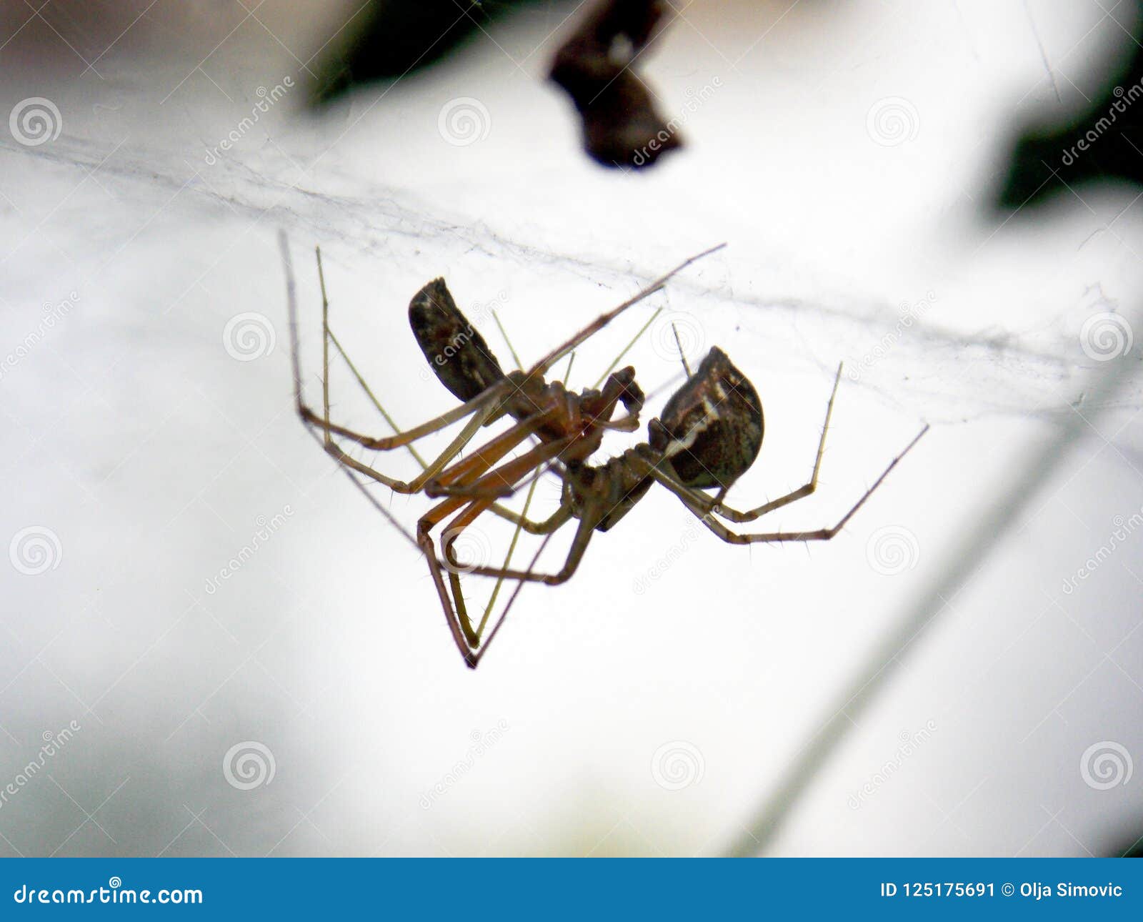 Spiders in love stock image. Image of love, macro, nature - 125175691