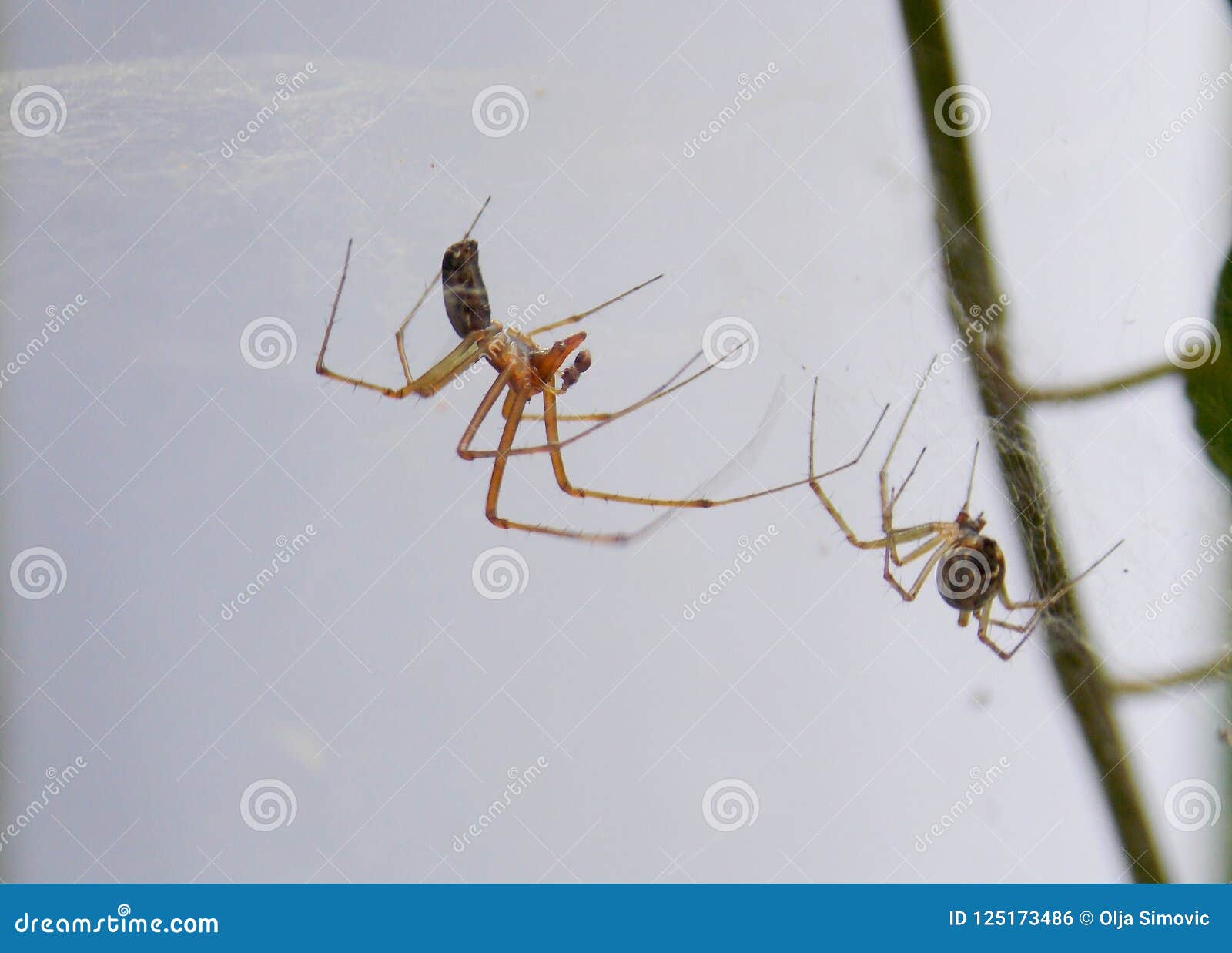 Spiders in love stock photo. Image of small, nature - 125173486