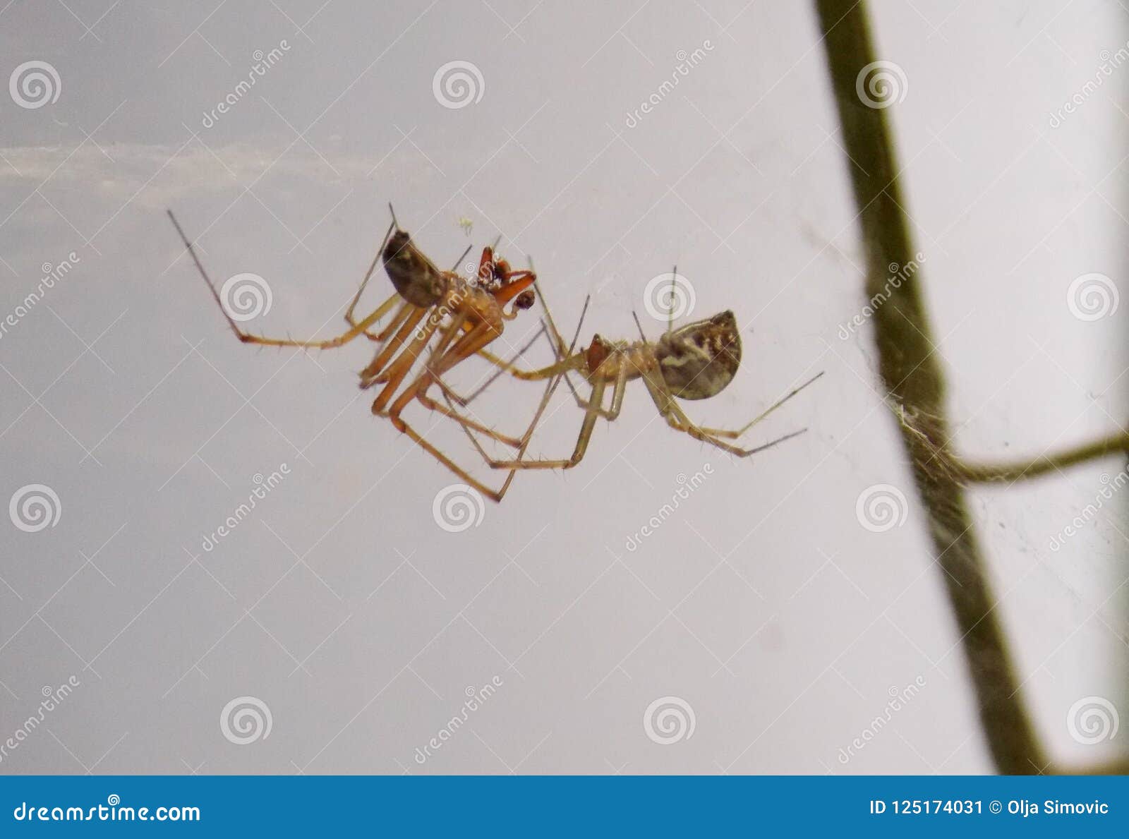 Spiders in love stock image. Image of plant, macro, small - 125174031