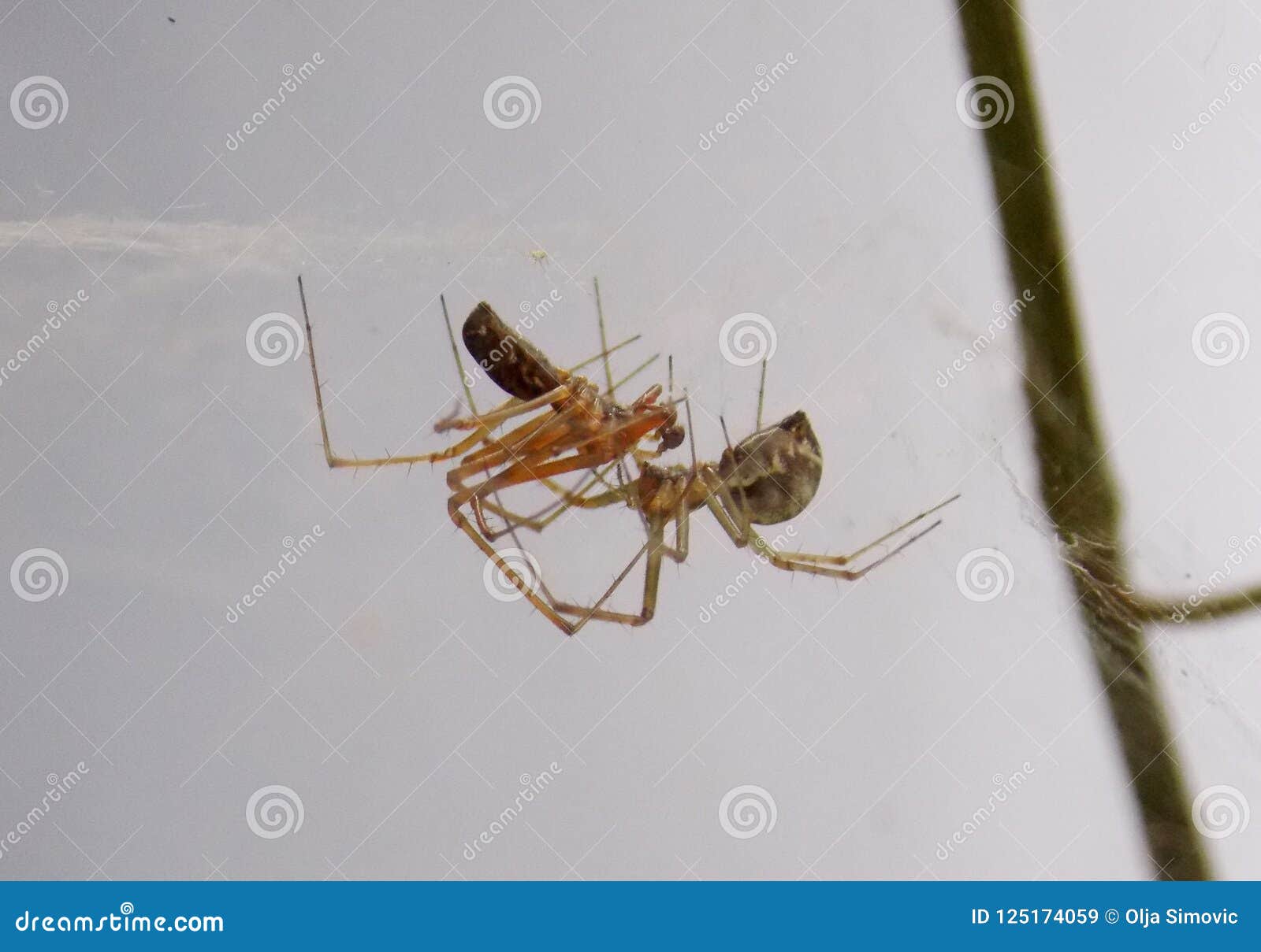 Spiders in love stock image. Image of nature, spider - 125174059