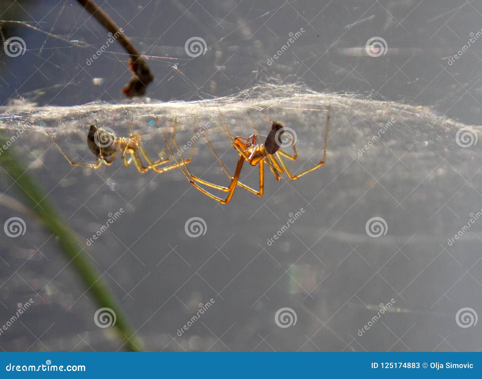 Spiders in love stock image. Image of macro, spiderweb - 125174883