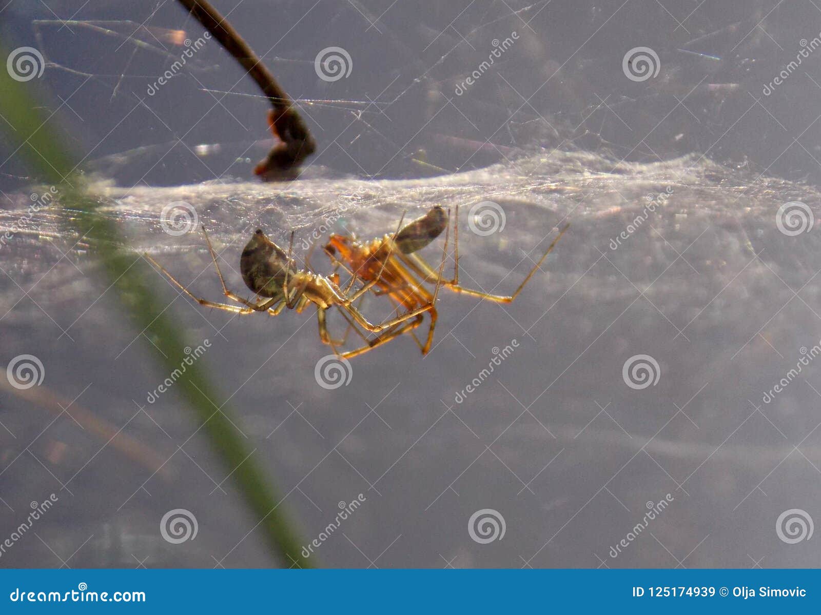 Spiders in love stock image. Image of nature, plant - 125174939