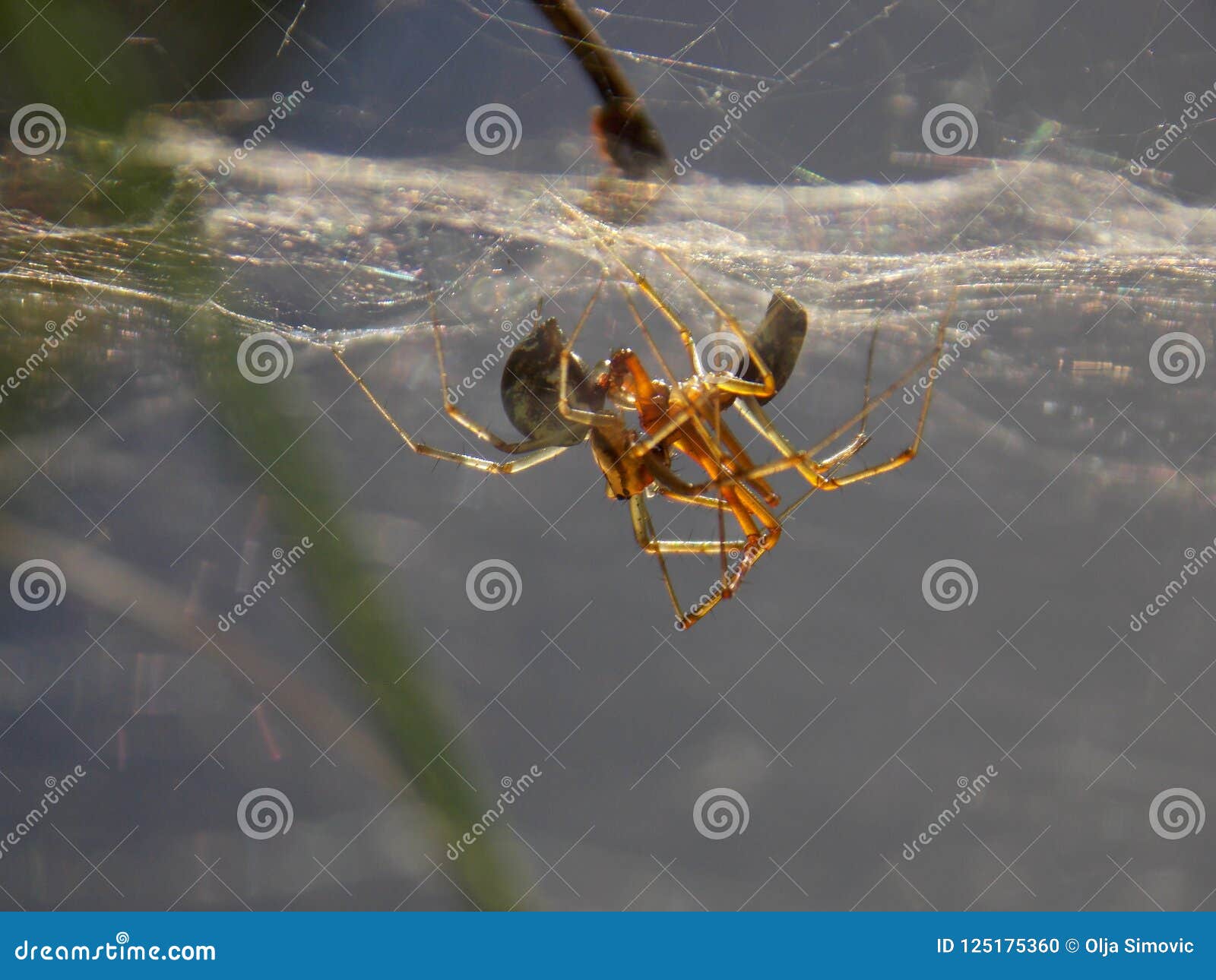 Spiders in love stock photo. Image of animal, nature - 125175360