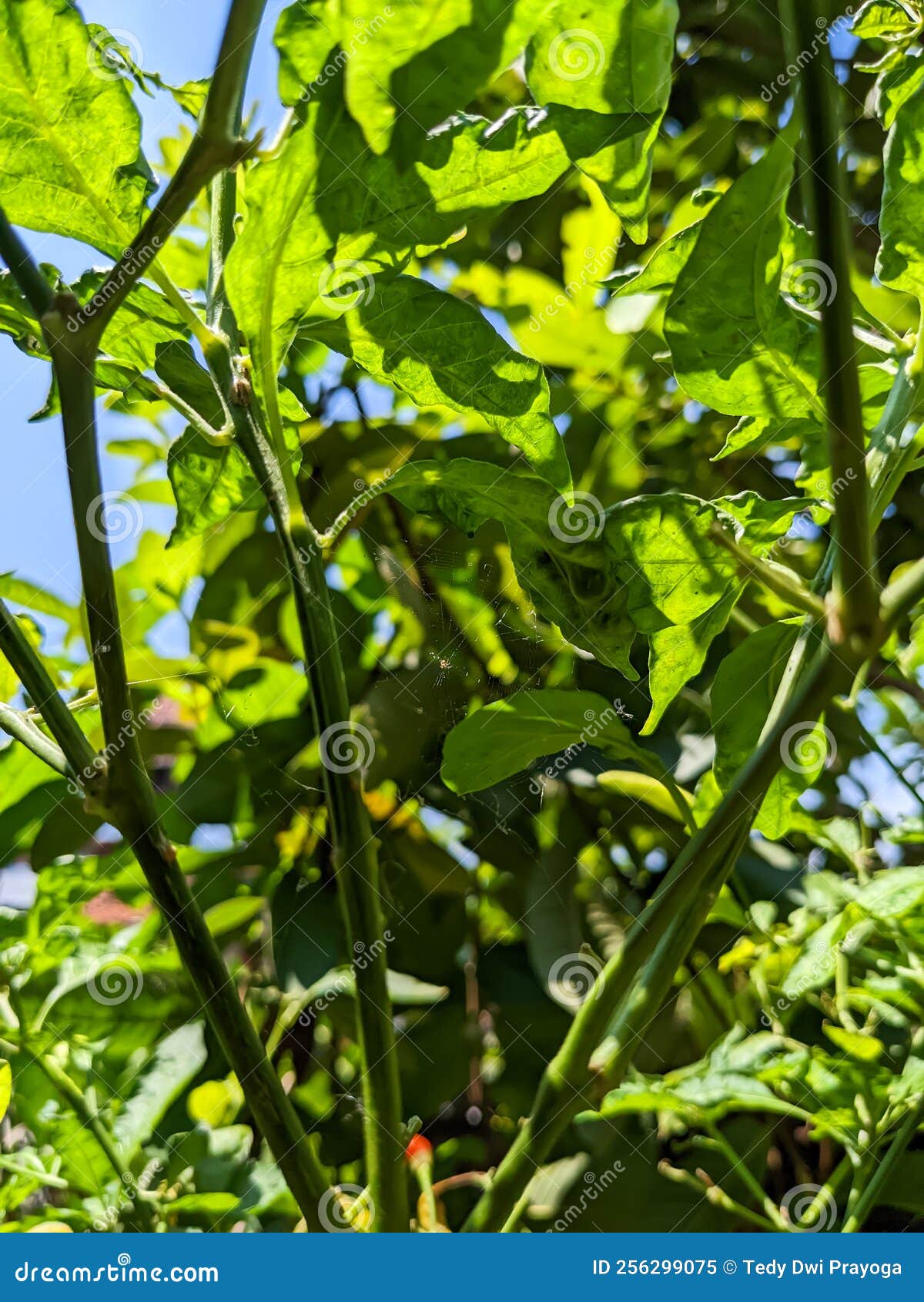 Spiders Make Nests between the Stalks of Plants and Small Trees. Spider ...