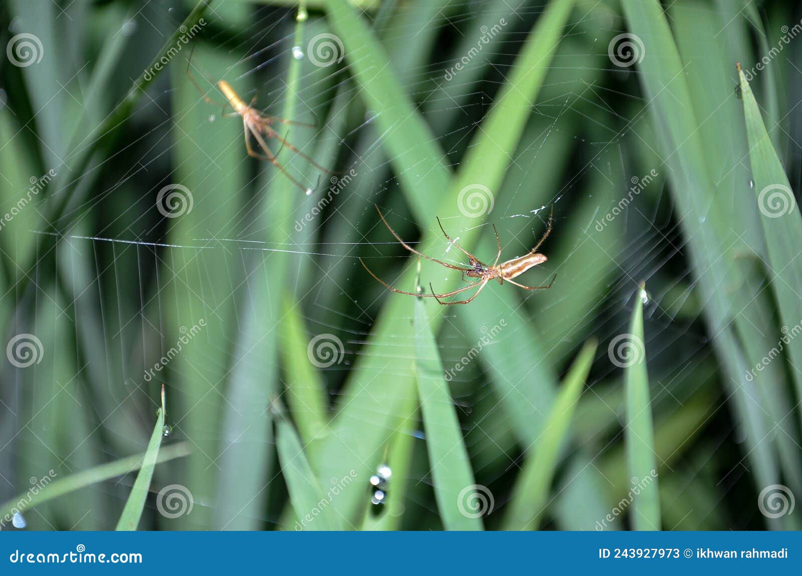 Spiders Making Its Web on Thatch Leaf Stock Image - Image of spiders ...