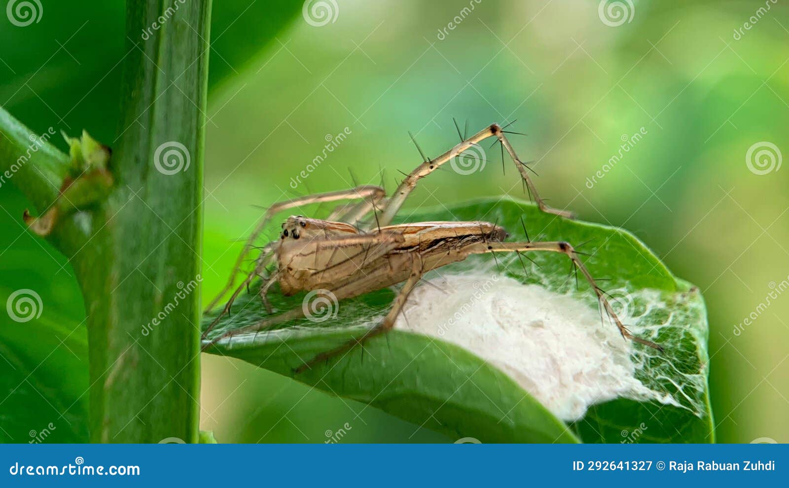 Spiders are making threads stock image. Image of close - 292641327