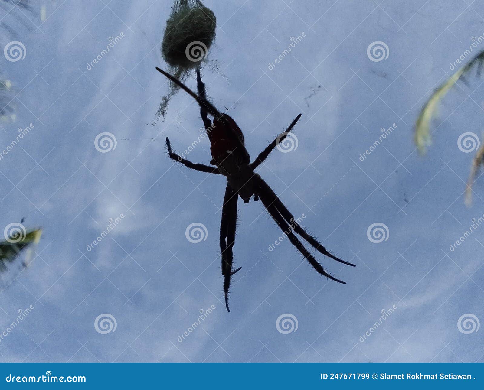 A Spider with Its Web is Like Flying Stock Image - Image of place, line ...