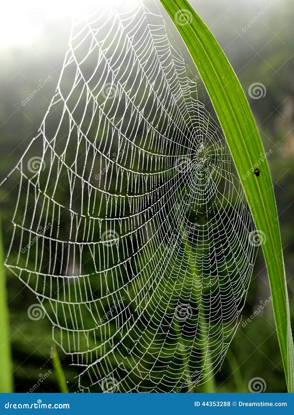 Spiders in the Mist in the Morning Stock Photo - Image of morning ...