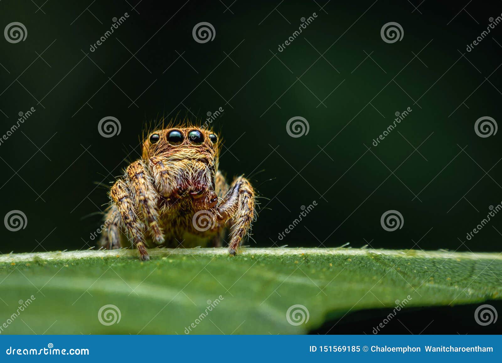 Spiders with Multiple Eyes Dodge Randomly Camouflaging the Prey that ...