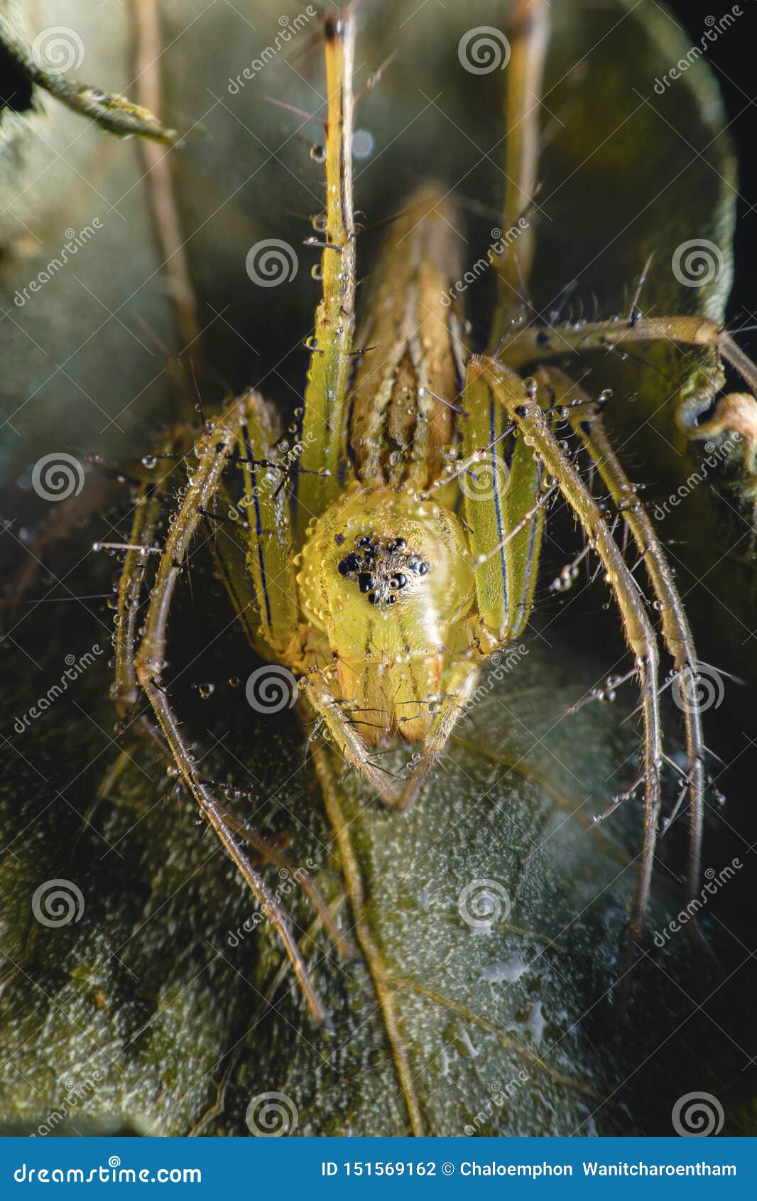 Spiders with Multiple Eyes Dodge Randomly Camouflaging the Prey that ...