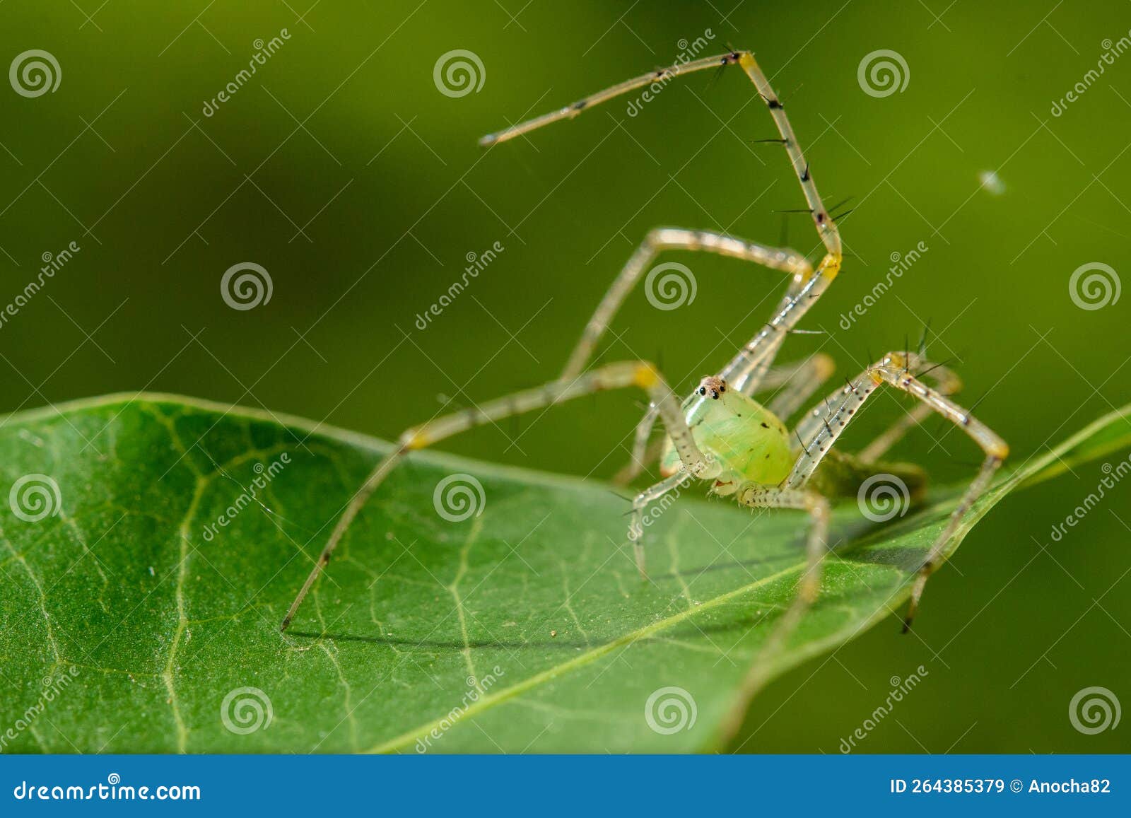 Spiders in Nature, on Leaf Green Stock Image - Image of beautiful, cute ...