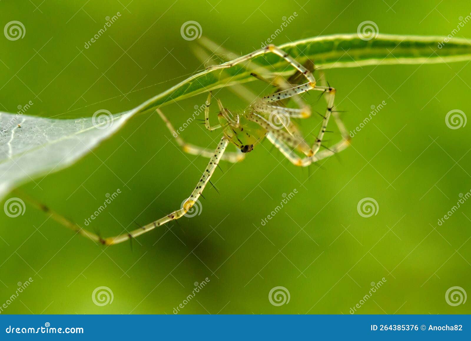 Spiders in Nature, on Leaf Green Stock Photo - Image of green, ferns ...