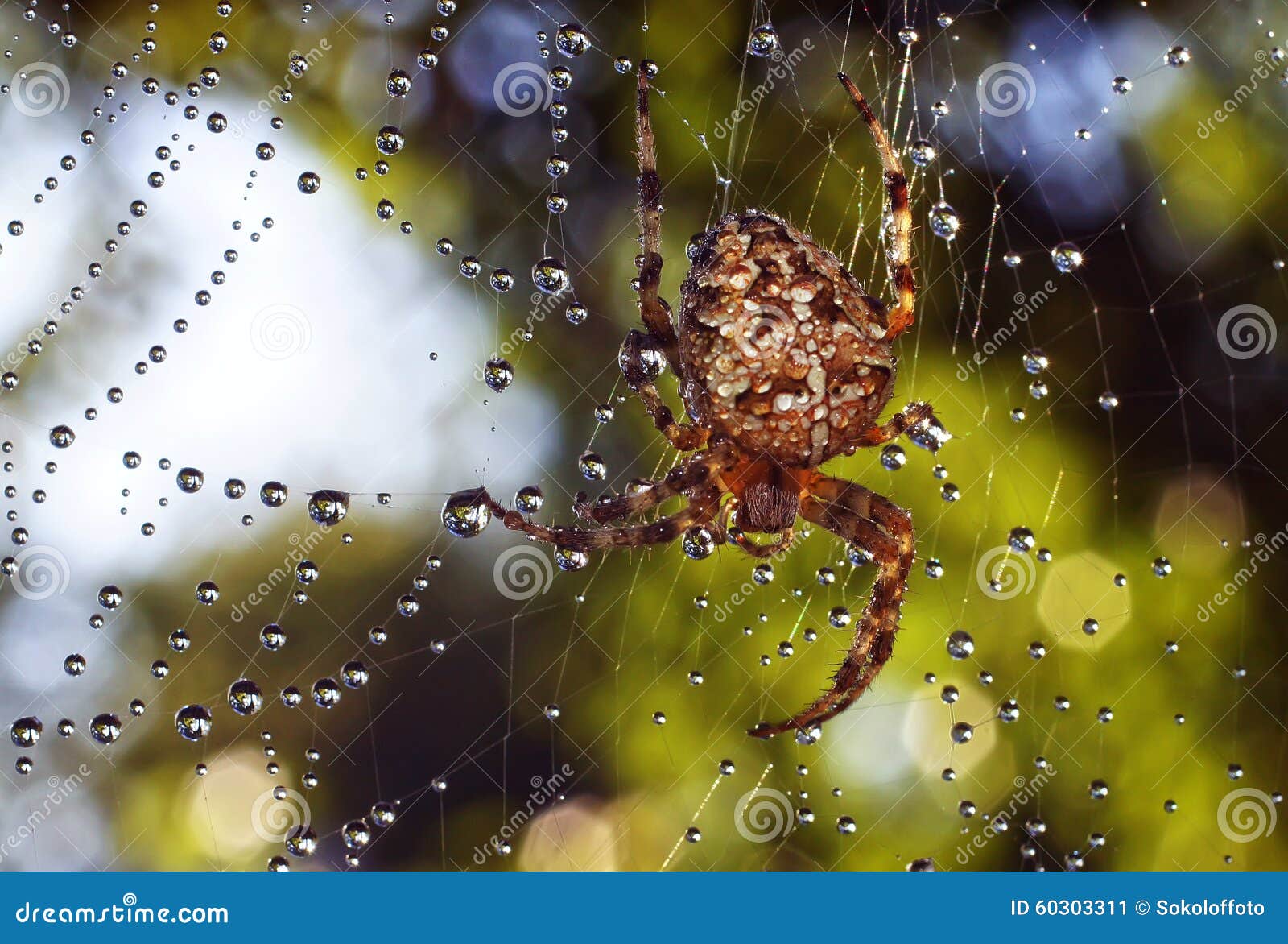 Spiders in the nature stock image. Image of arachnophobia - 60303311