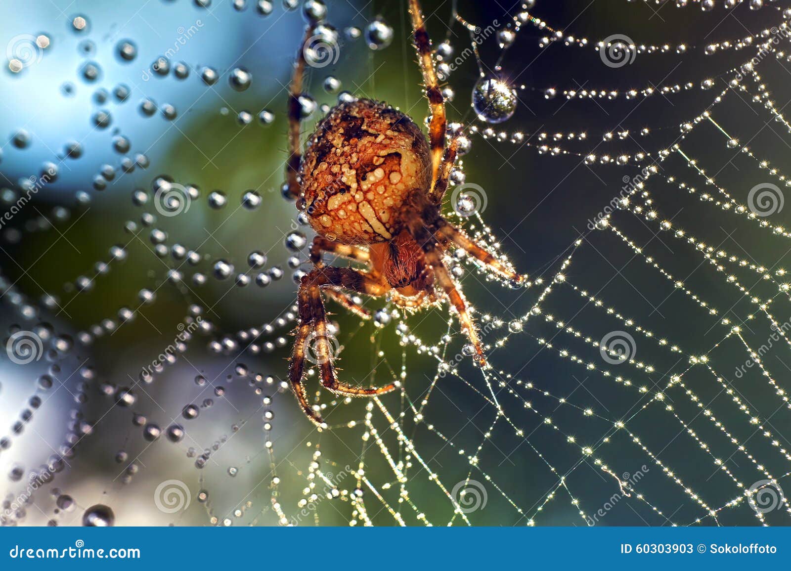 Spiders in the nature stock image. Image of nature, hunting - 60303903
