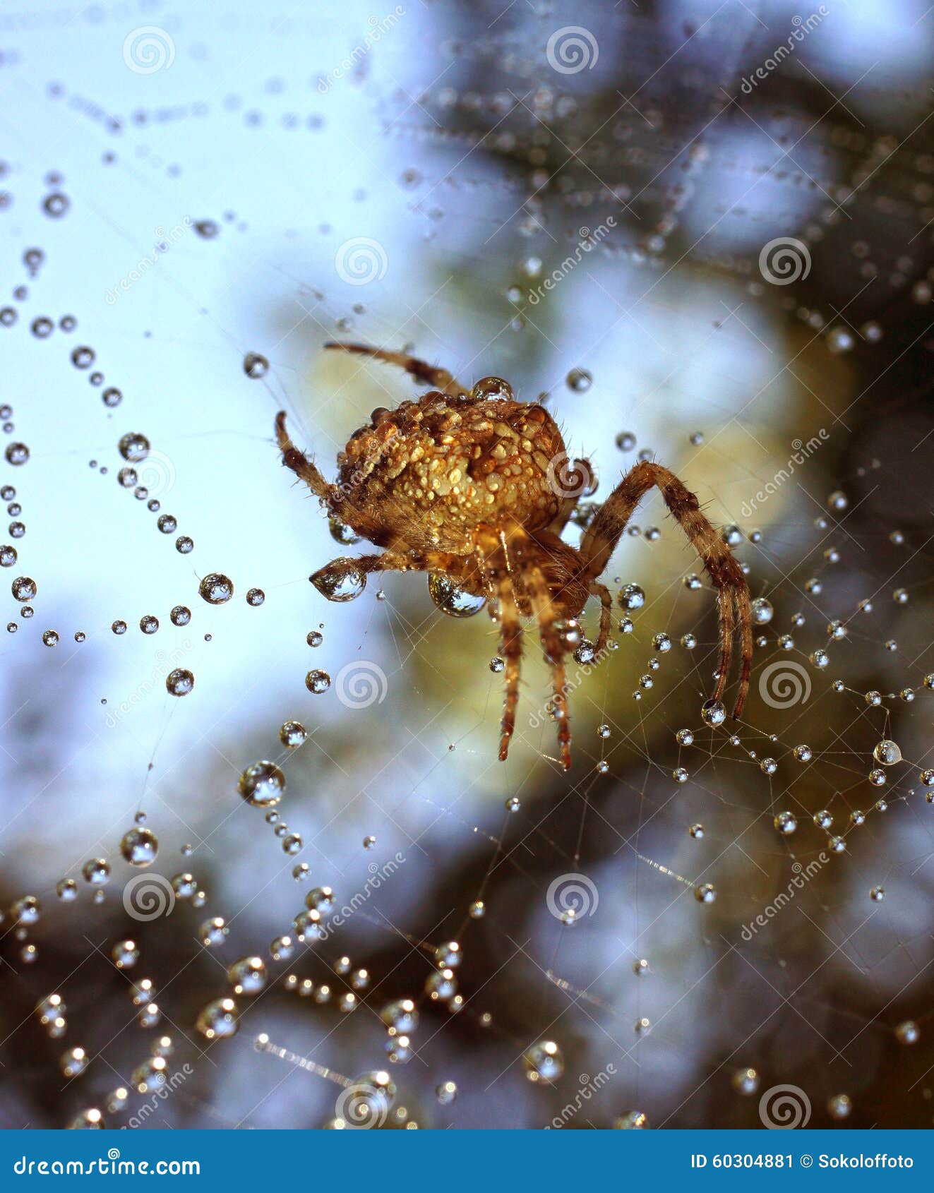 Spiders in the nature stock image. Image of goldenrod - 60304881
