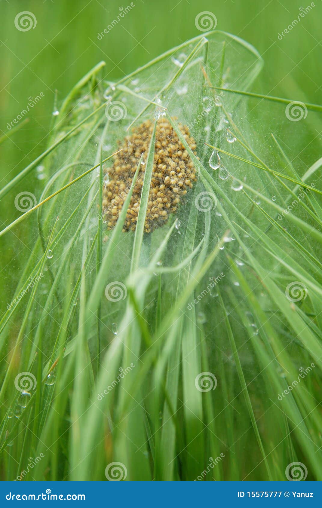 Spiders nest stock image. Image of nest, macro, spring - 15575777