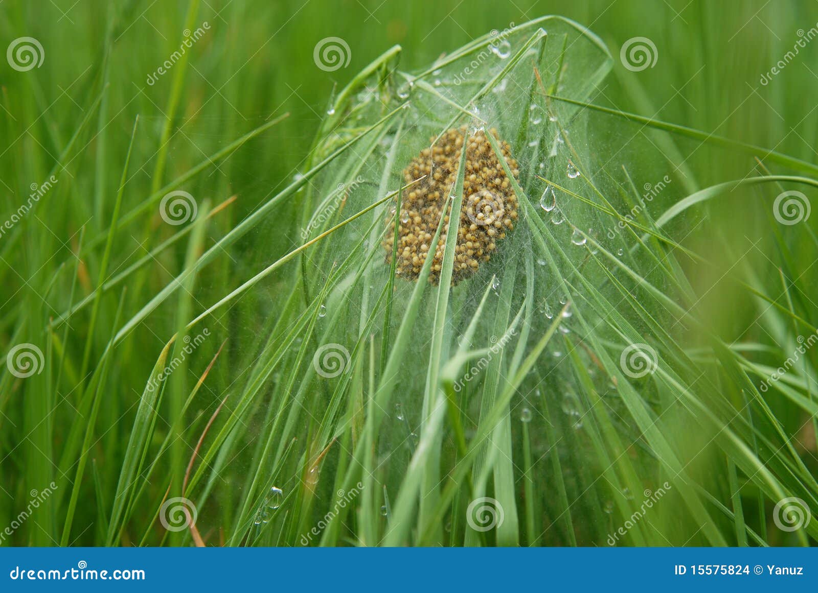 Spiders nest stock photo. Image of spider, spring, arachnid - 15575824
