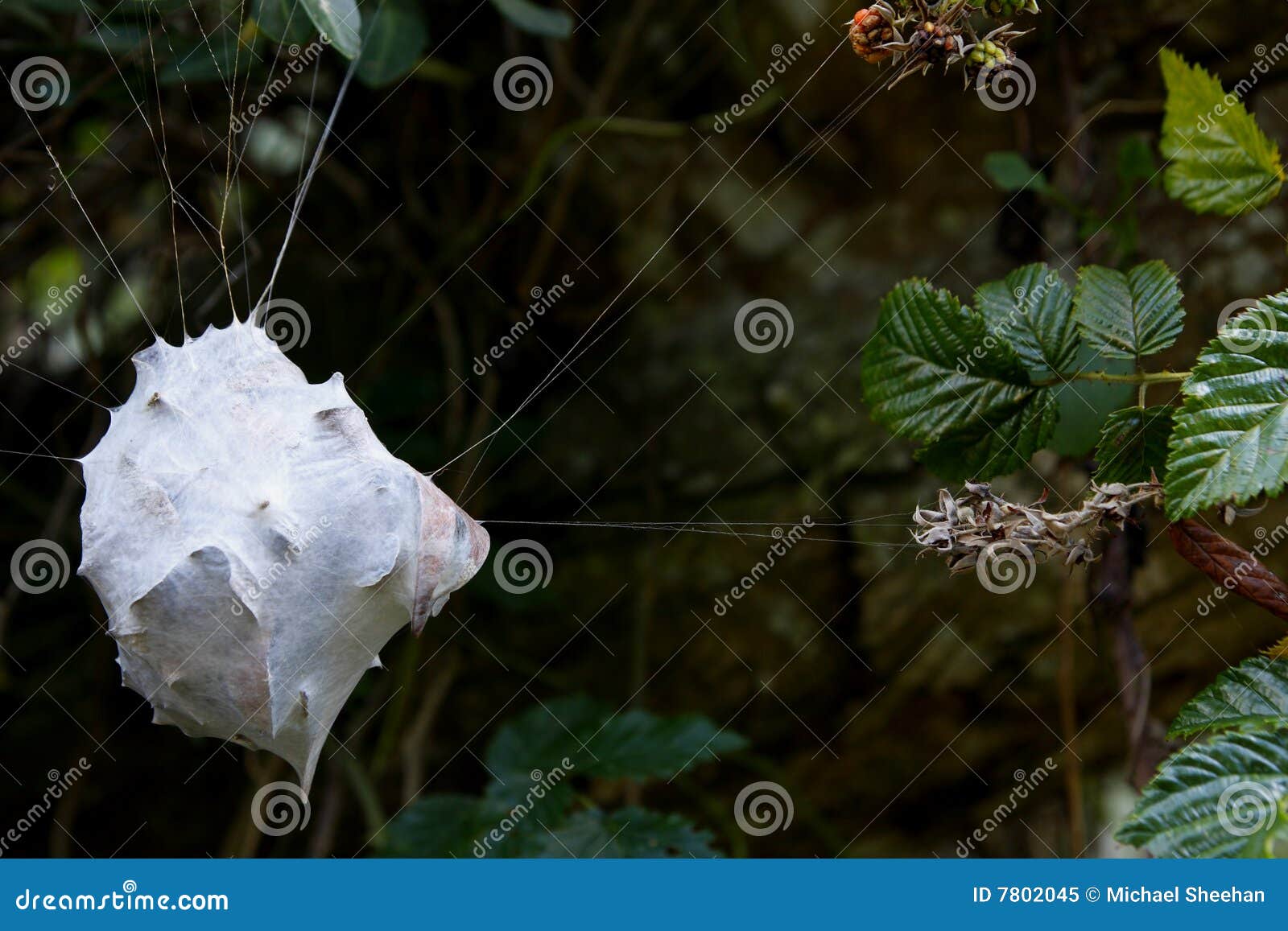 Spiders nest stock image. Image of dark, leaves, insect - 7802045