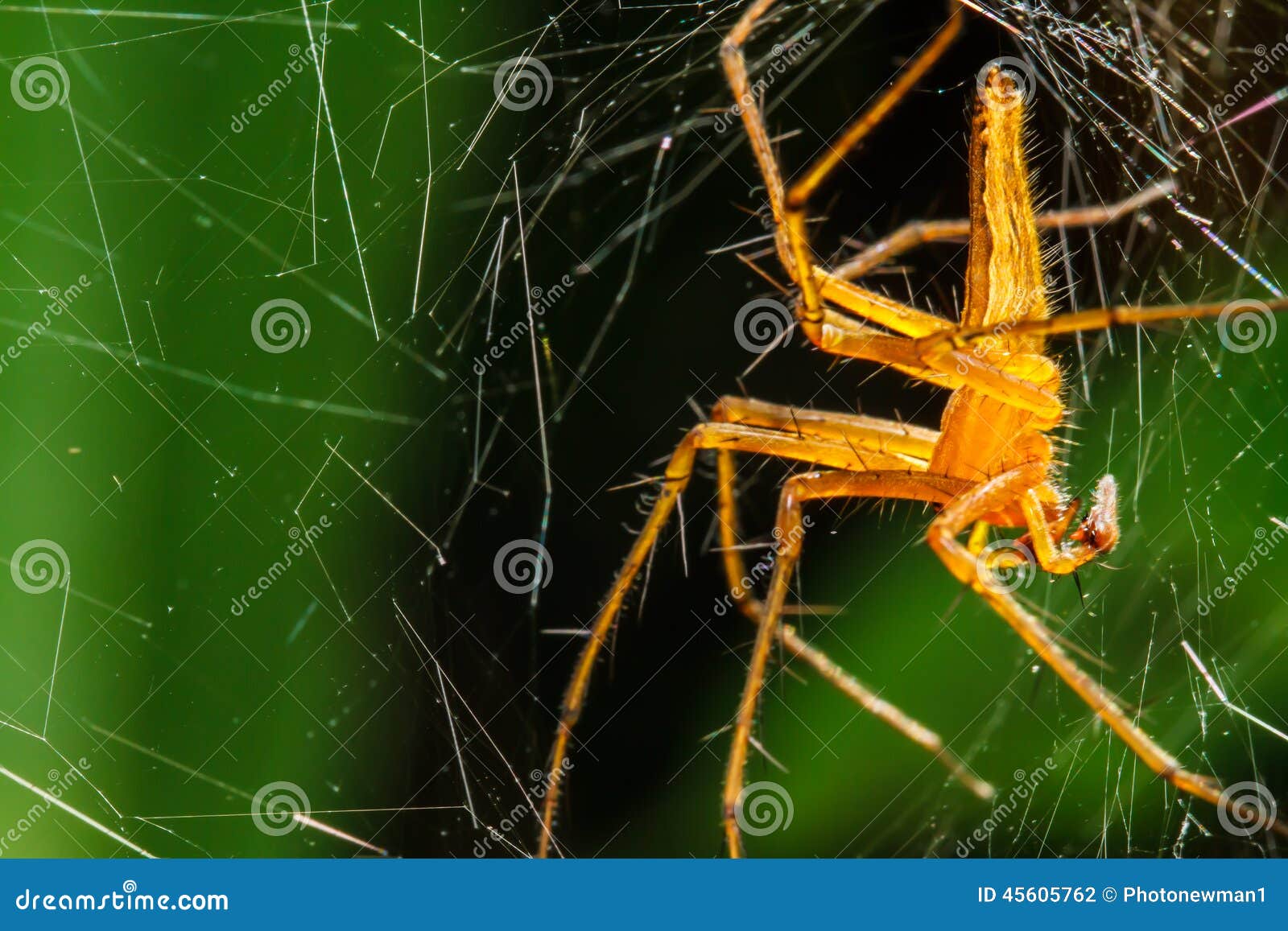 Spiders in the nest stock photo. Image of closeup, yellow - 45605762