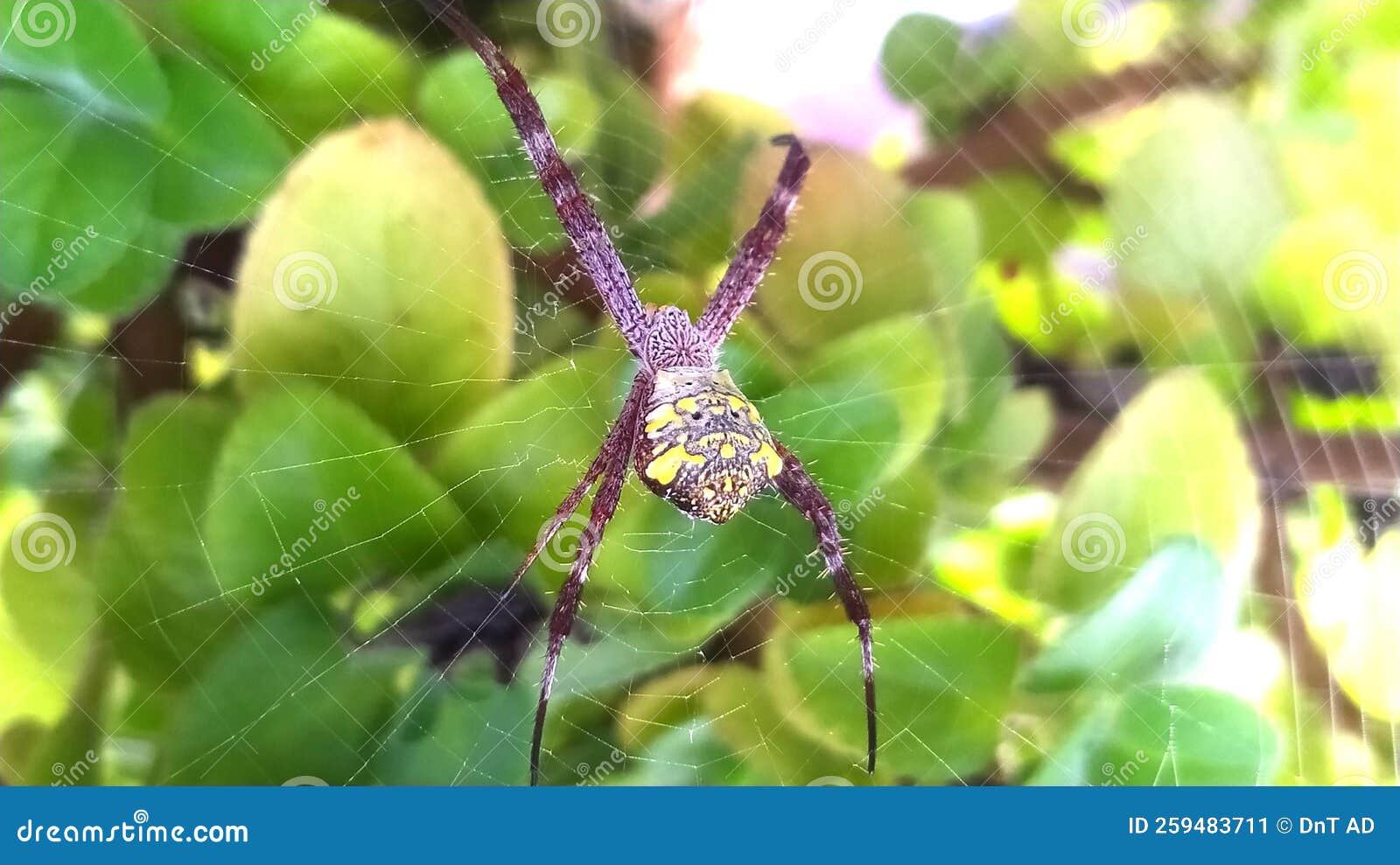 Spiders Nest in Green Leaves Stock Image - Image of background, spiders ...
