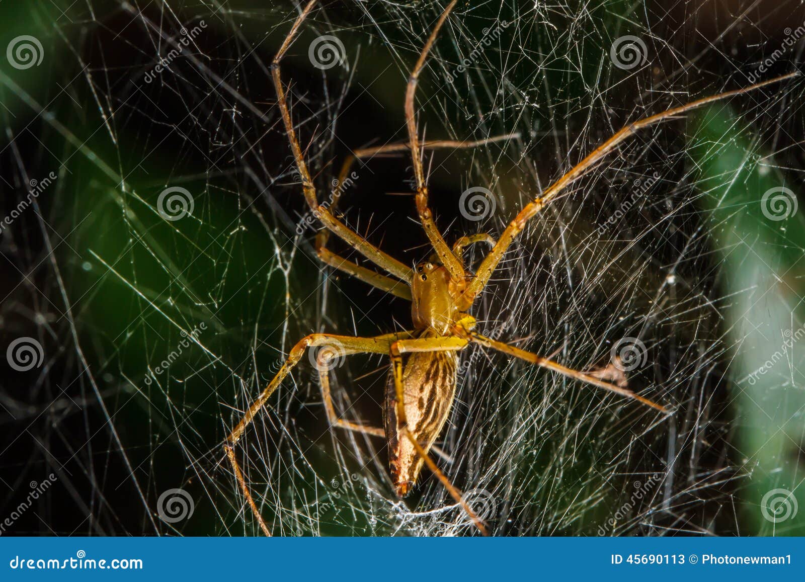 Spiders in the nest stock image. Image of macro, garden - 45690113