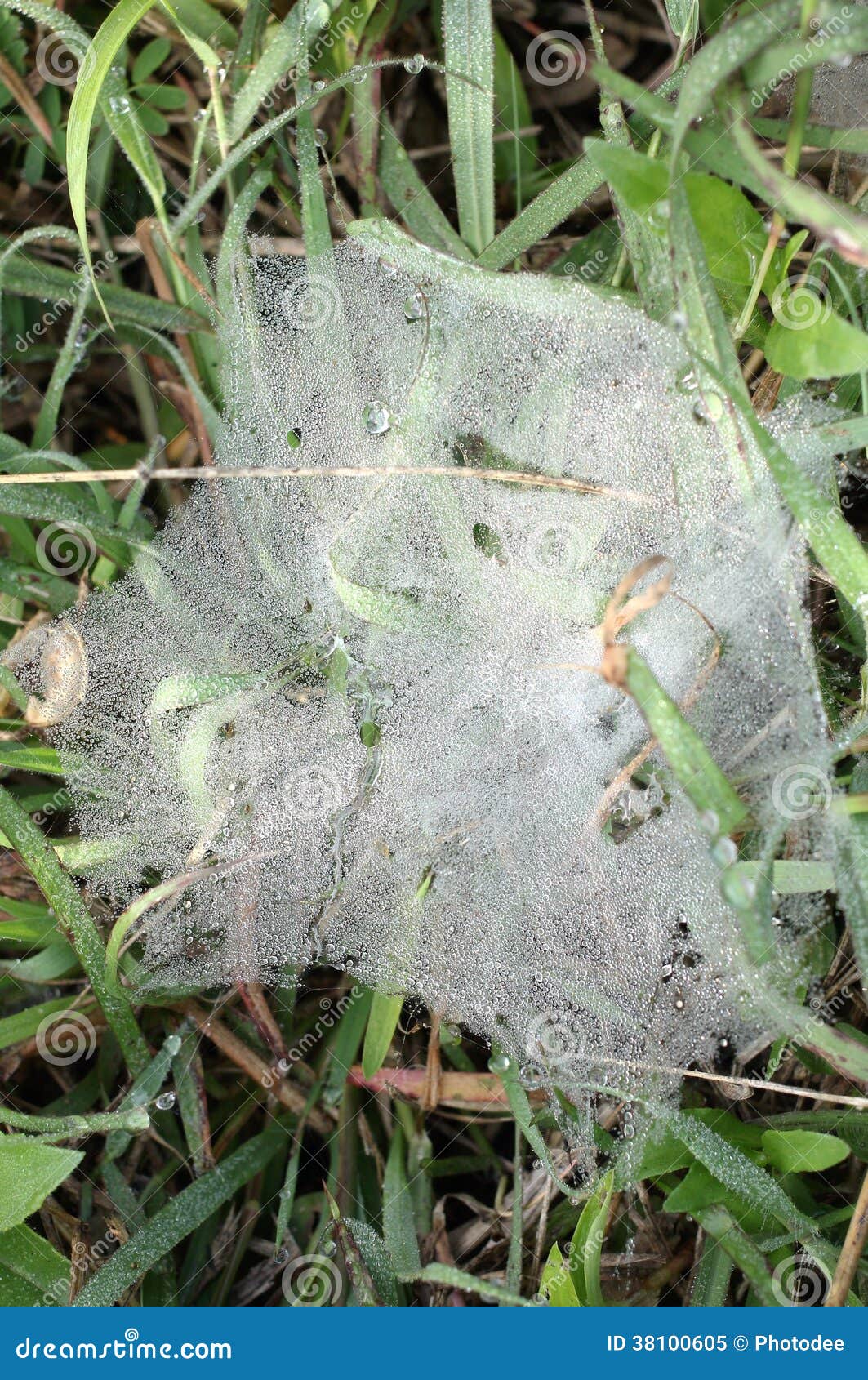 Spiders nest stock image. Image of spiders, macro, closeup - 38100605