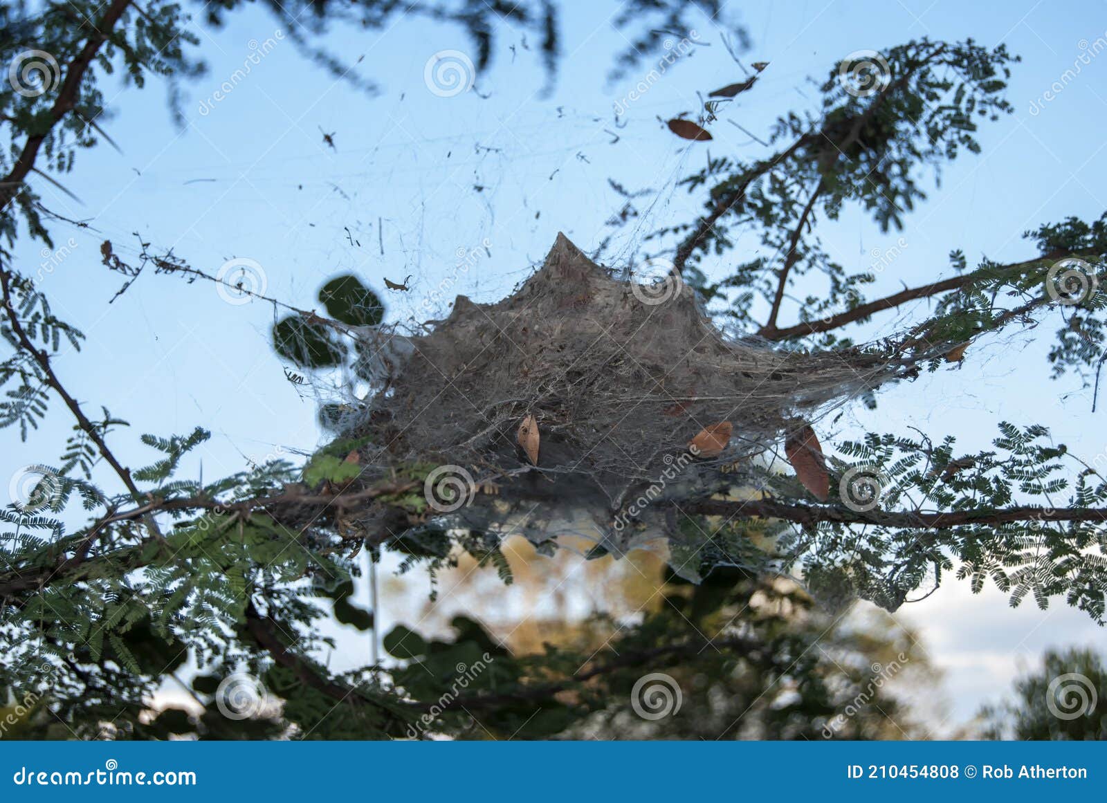 A spiders nest in a tree stock photo. Image of nature - 210454808