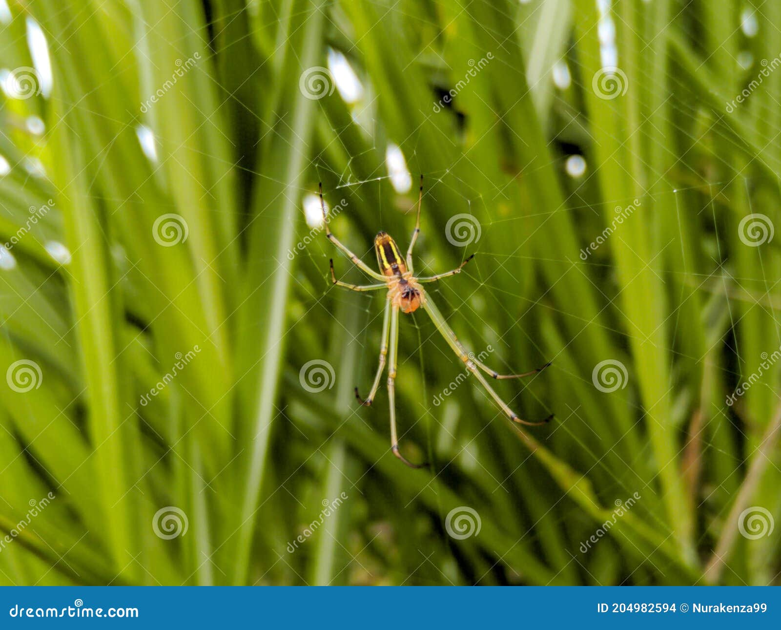 Spider on green grass stock photo. Image of meadow, grass - 204982594