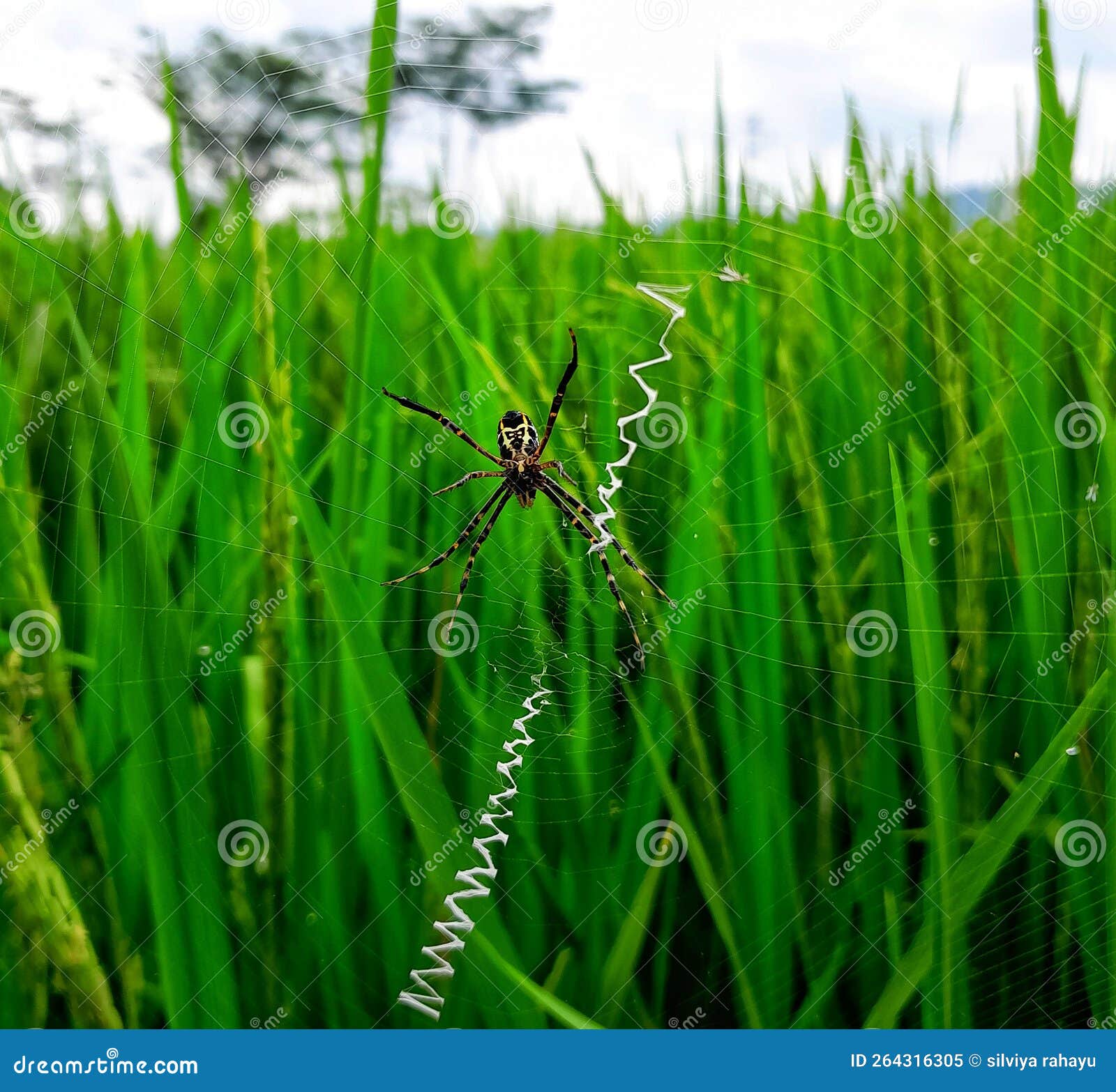 Spiders Nesting in the Rice Fields Stock Image - Image of cobwebs ...