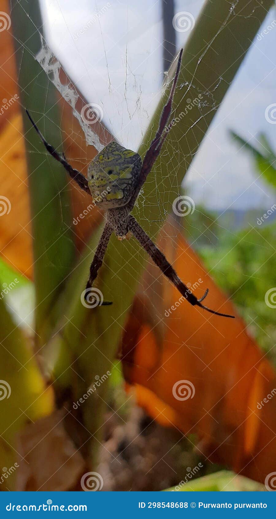Spiders with Nests in Trees Stock Photo - Image of nests, trees: 298548688