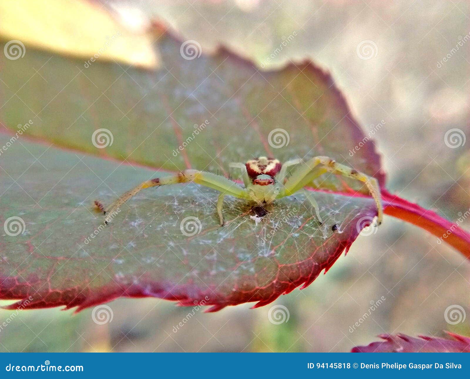 Spiders stock photo. Image of garden, spiders, predator - 94145818
