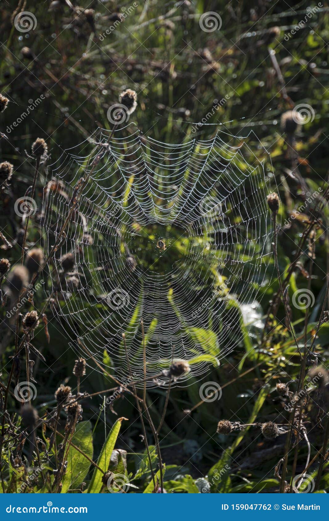Spiders Round Cobweb stock photo. Image of cobwebs, backlit - 159047762