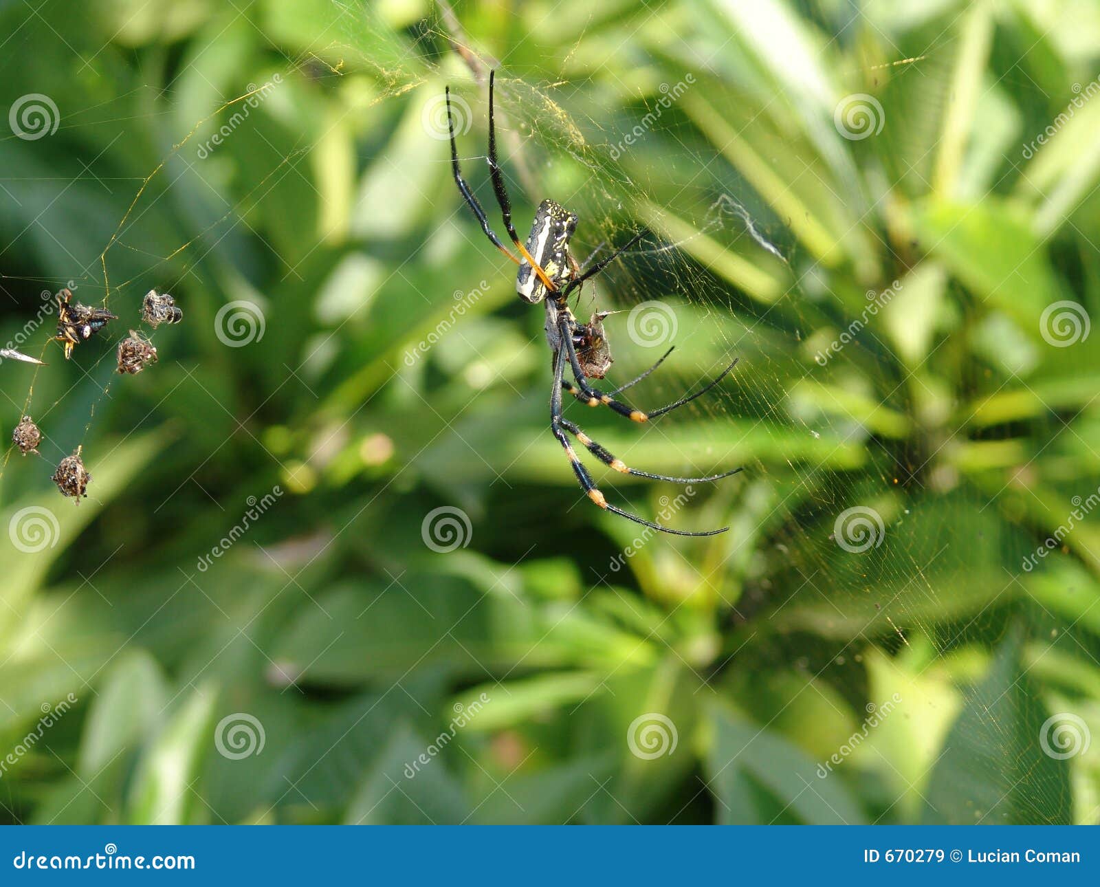 Spiders Sex Stock Image Image Of Insects Black Venom 670279