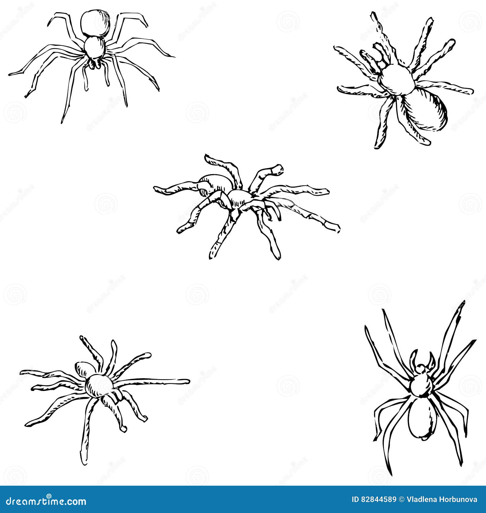 Spiders. a sketch by hand stock vector. Illustration of drawing - 82844589