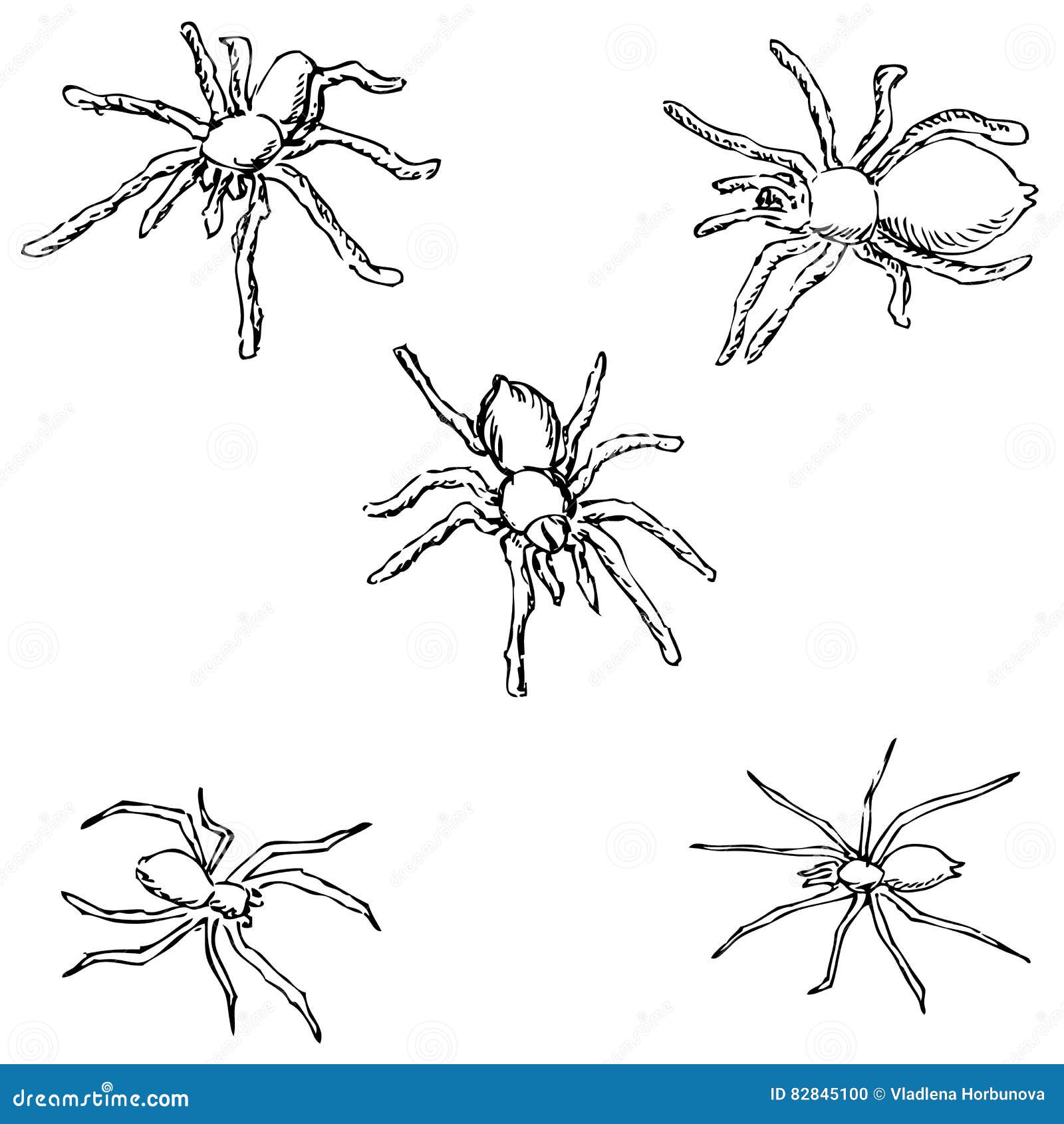 Spiders Sketch Hand Pencil Drawing Stock Illustrations – 11 Spiders ...